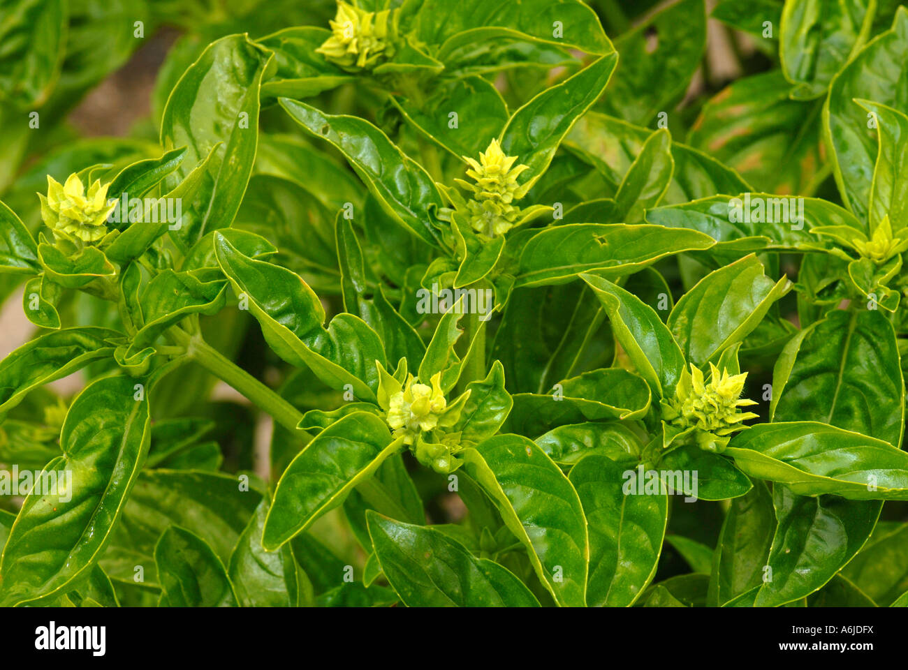 Basil (Ocimum basilicum), variety: Bageco Stock Photo - Alamy