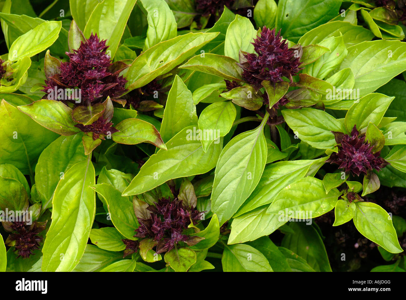 Basil (Ocimum basilicum), variety: Siam Queen Stock Photo - Alamy