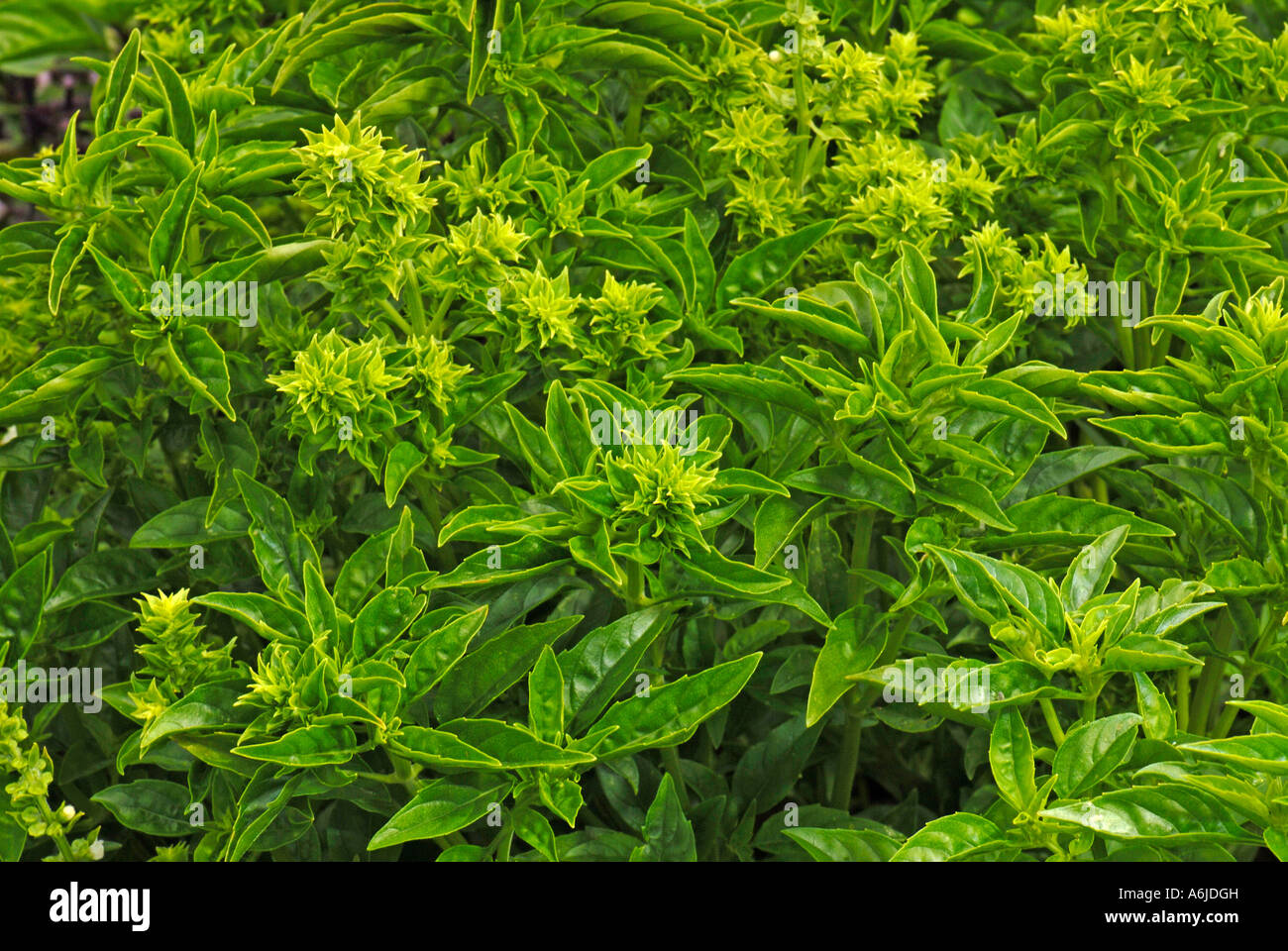 Basil (Ocimum basilicum), plants Stock Photo - Alamy