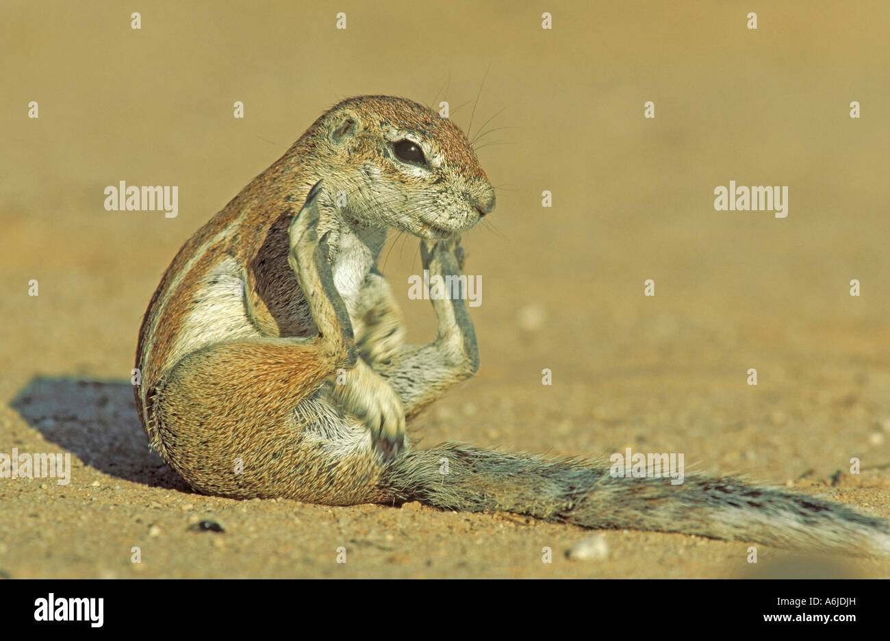 Cape Ground Squirrel (Xerus inauris), female sitting Stock Photo - Alamy