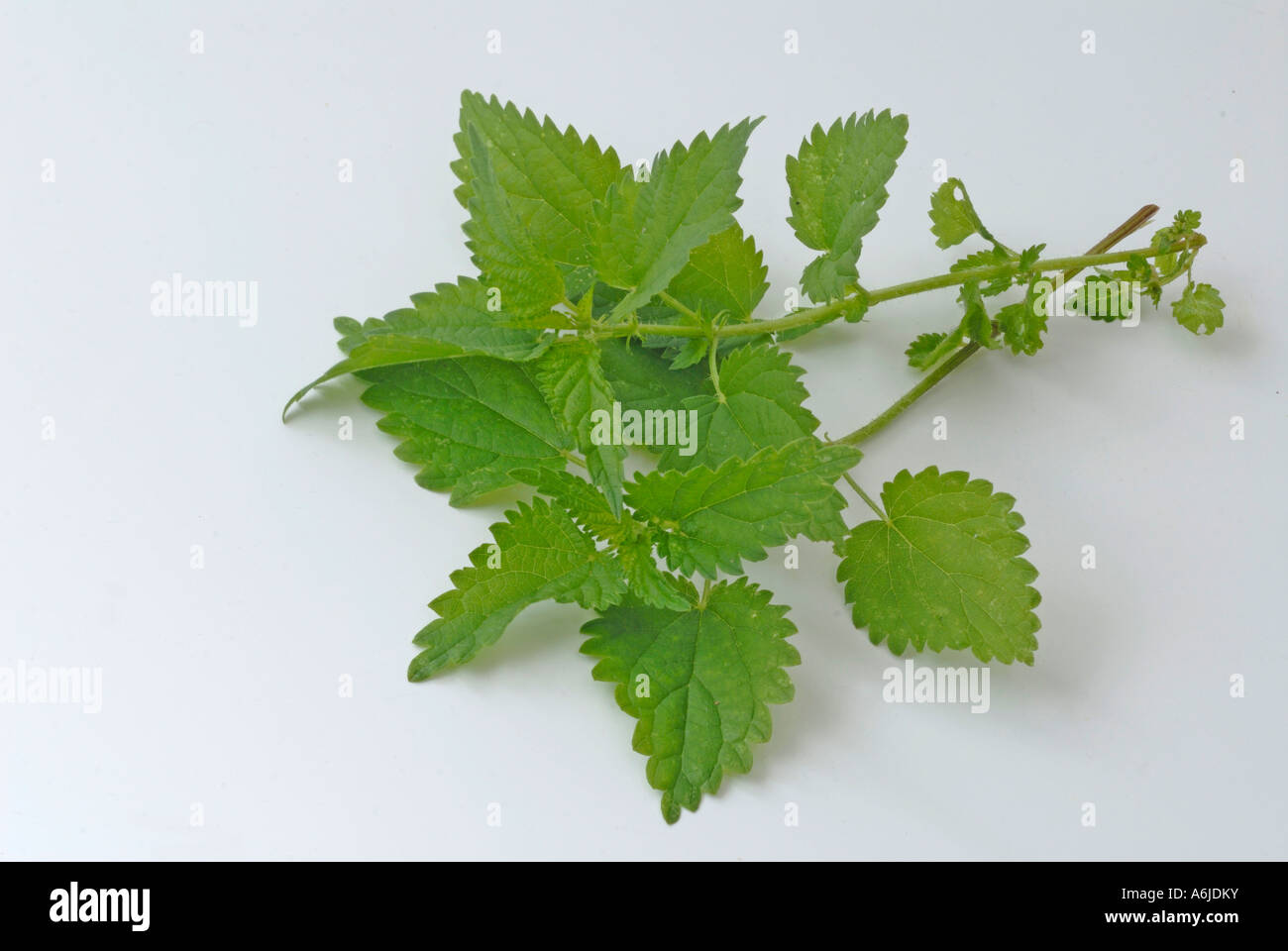 Stinging Nettle (Urtica dioica), stems, studio picture Stock Photo - Alamy