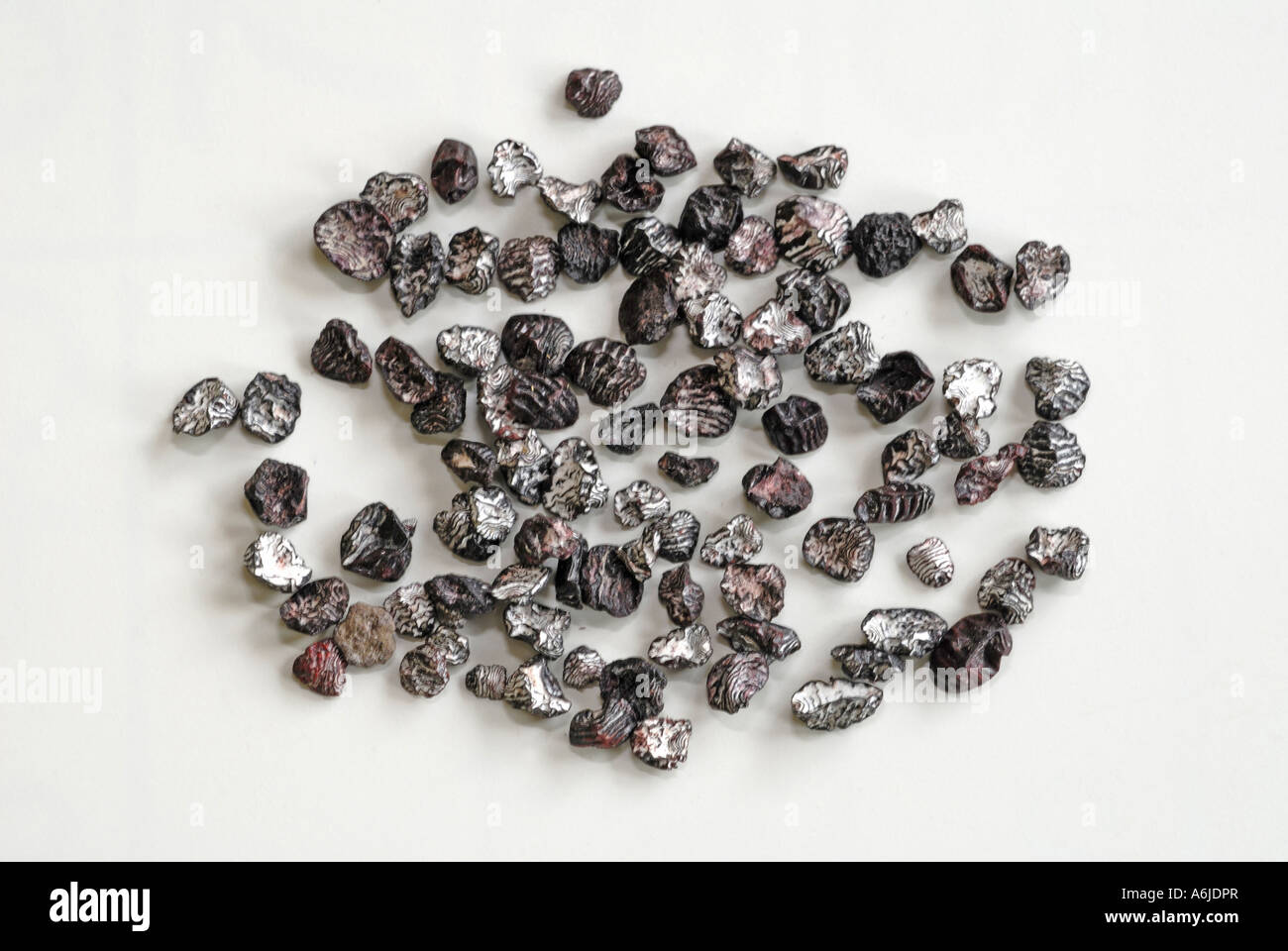 Cochineal insects (Dactylopius coccus), dried females for colour ...