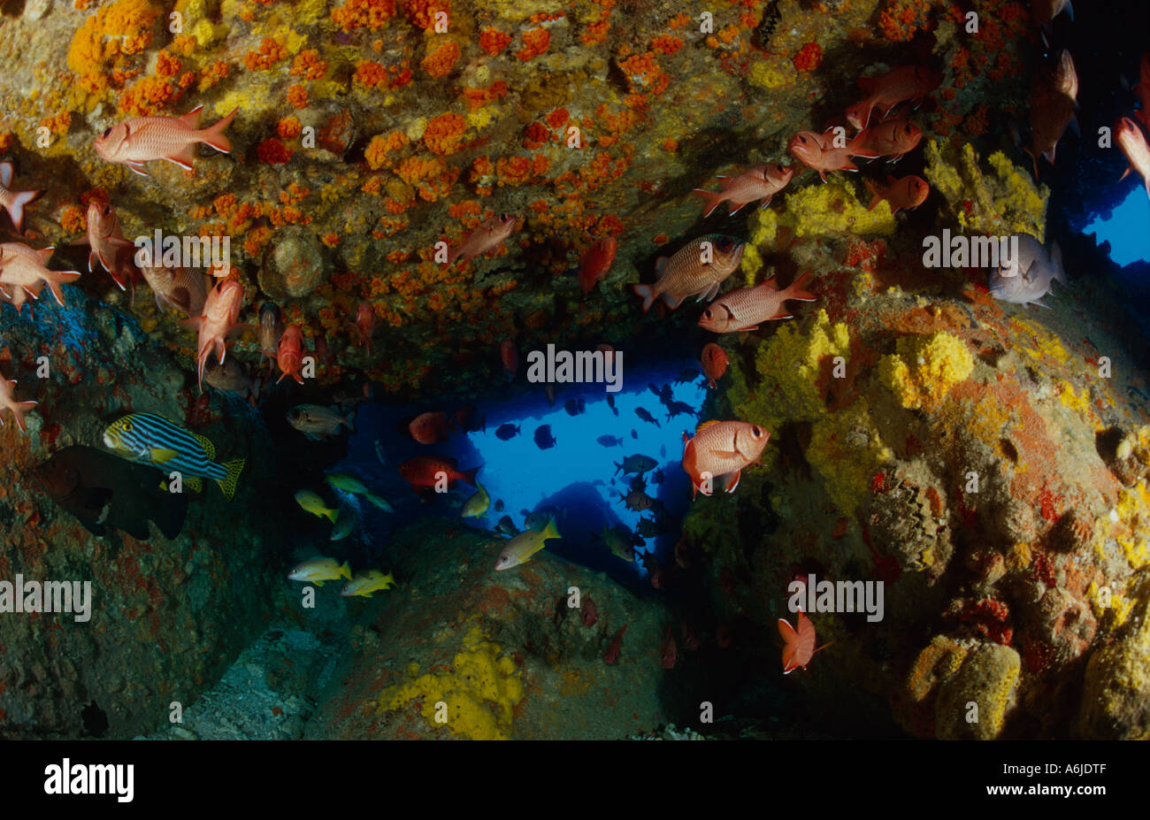 Soldierfish in a cave, Myripristis murdjan Stock Photo - Alamy