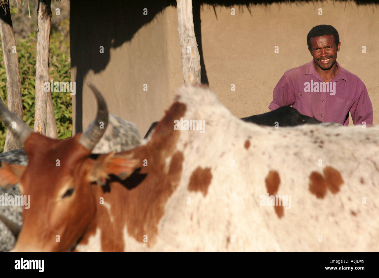 Madagascar, Isalo National Parc, Rancher and his Zebu Cow Stock Photo ...