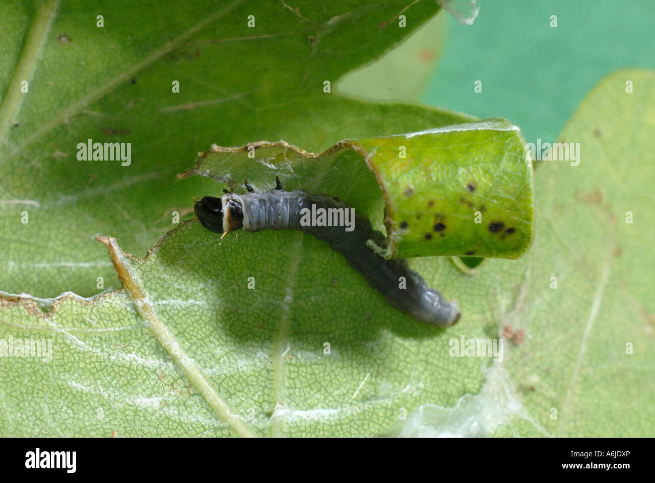 Tortrix moth caterpillar hi-res stock photography and images - Alamy