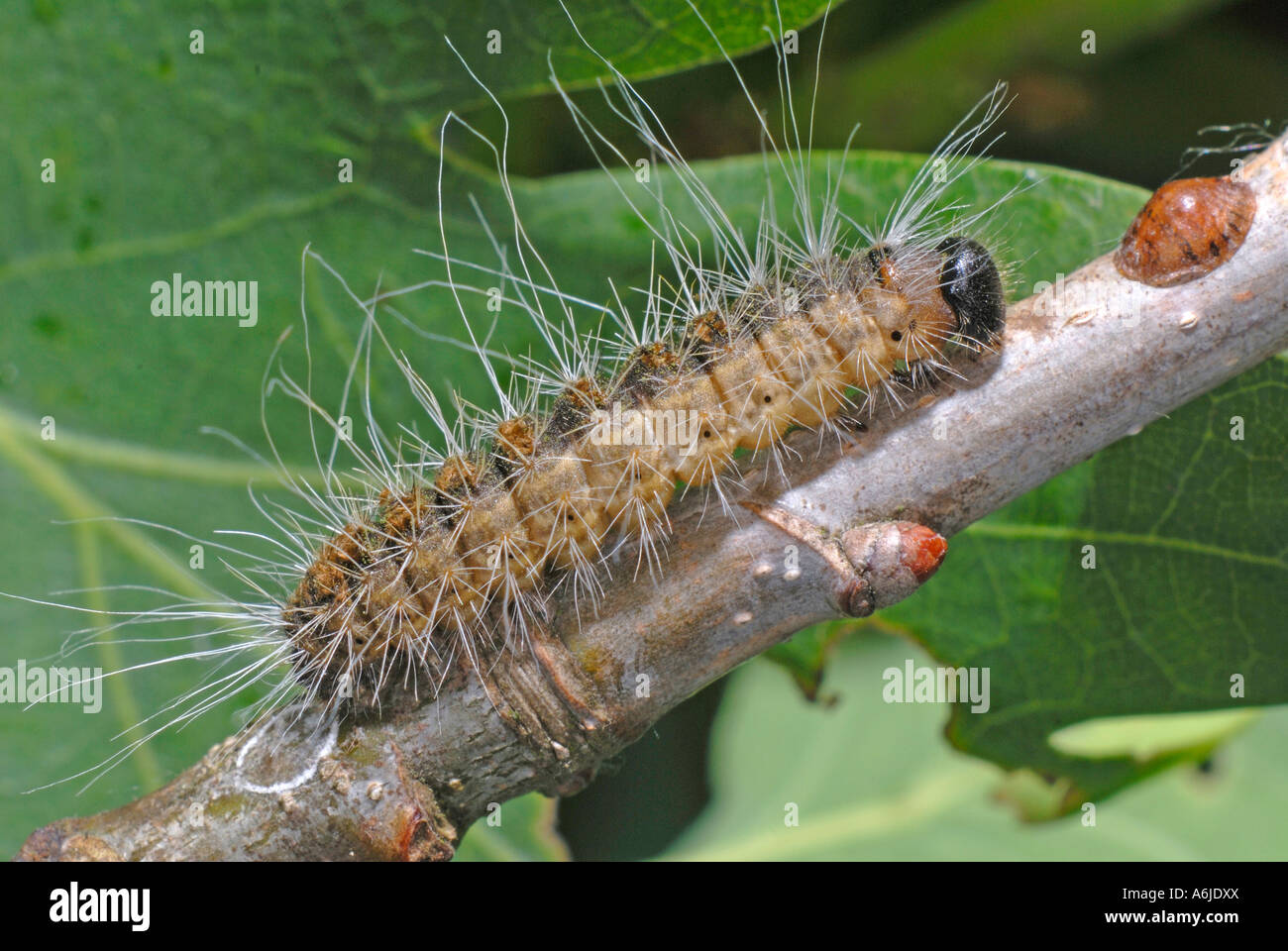 Oak Processionary Moth (Thaumetopoea processionea), caterpillar Stock ...