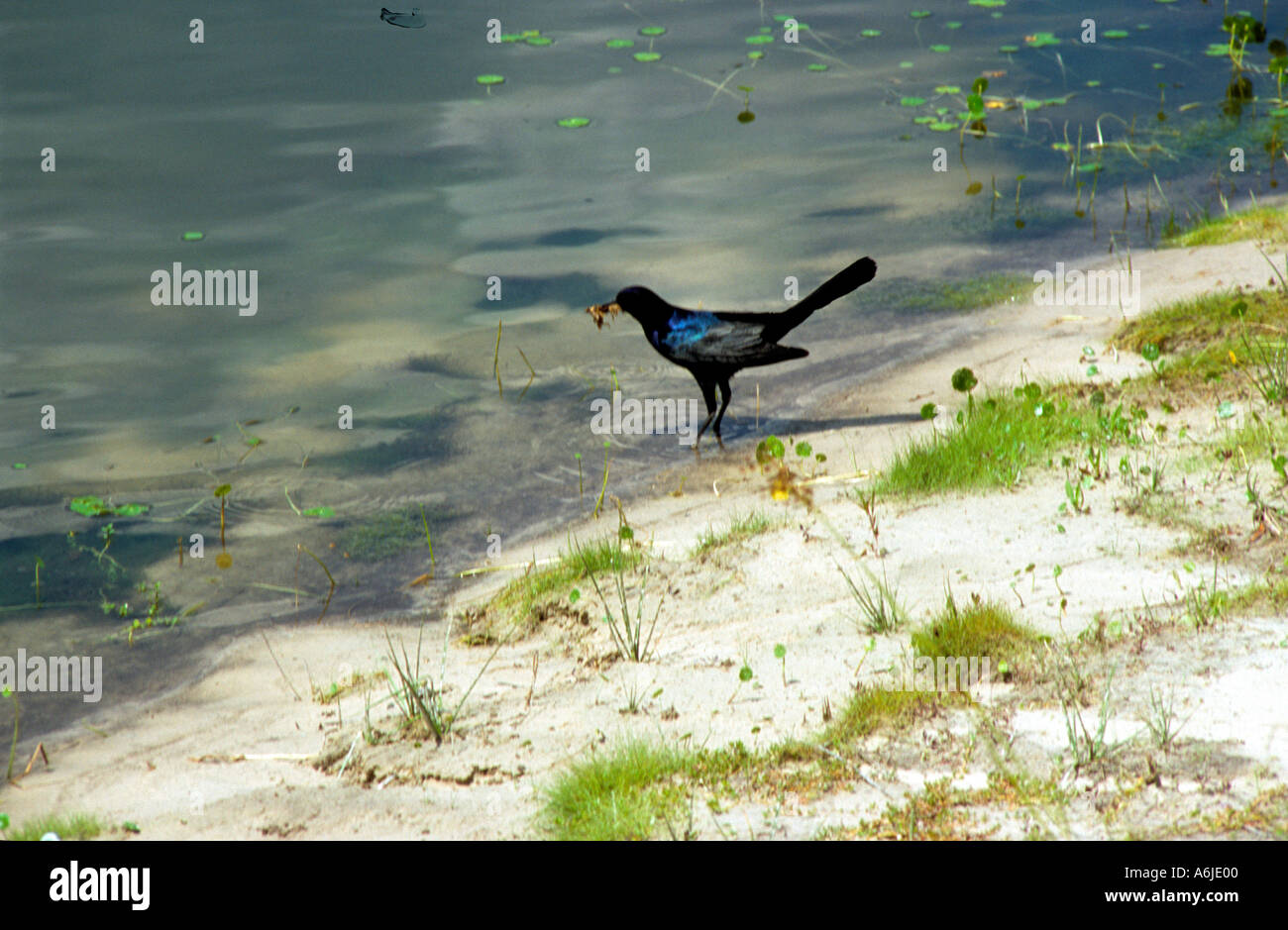 Florida common grackle hi-res stock photography and images - Alamy