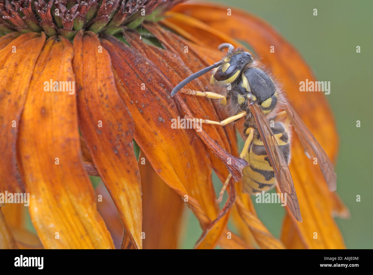Paper wasp (Polistes nimpha) on flower Stock Photo - Alamy