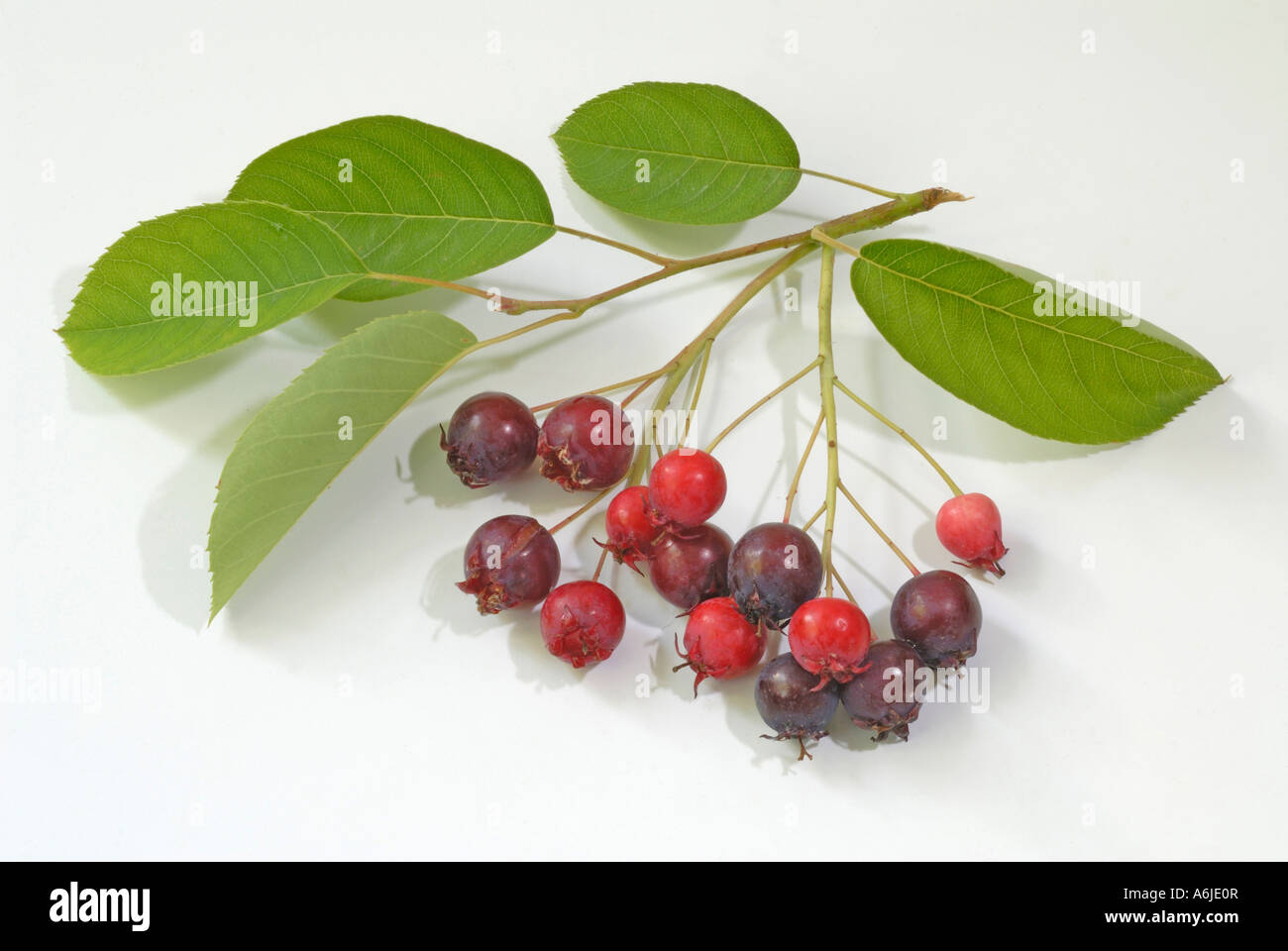 Juneberry, Serviceberry (Amelanchier ovalis), twig with berries studio ...