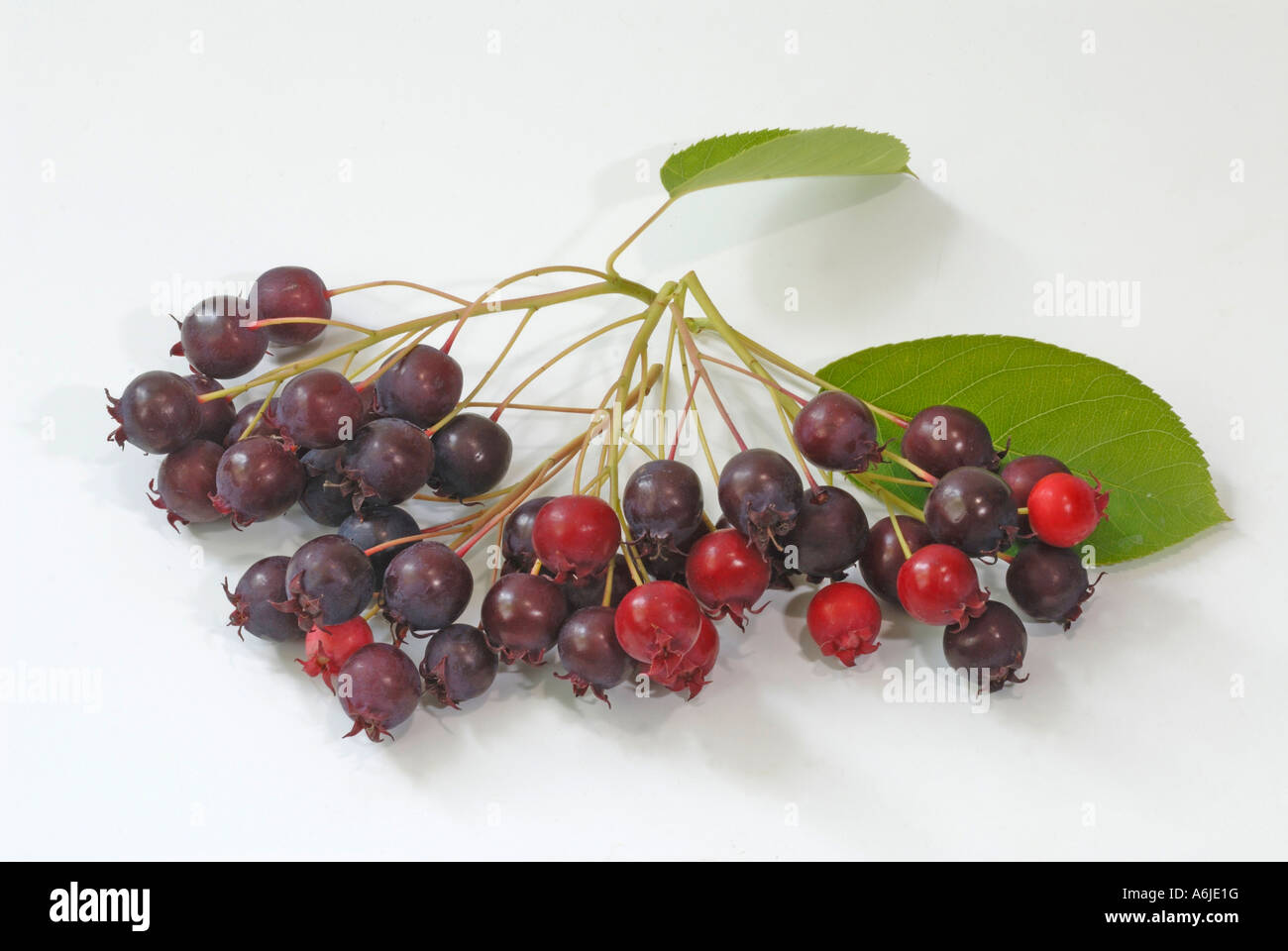 Juneberry, Serviceberry (Amelanchier ovalis), twig with berries, studio ...