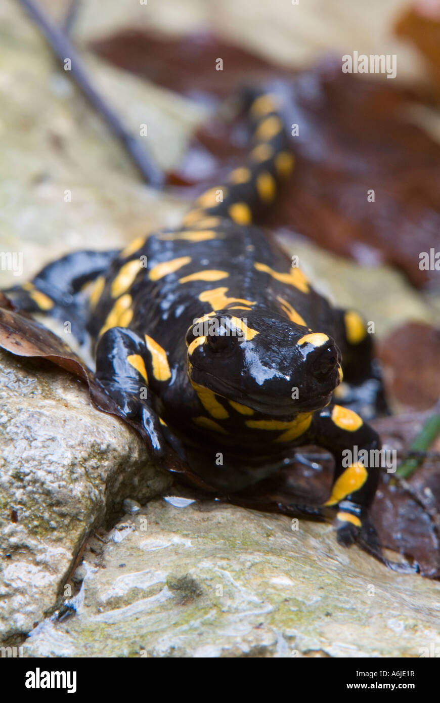 European Fire Salamander (Salamandra salamandra) on rock Stock Photo ...