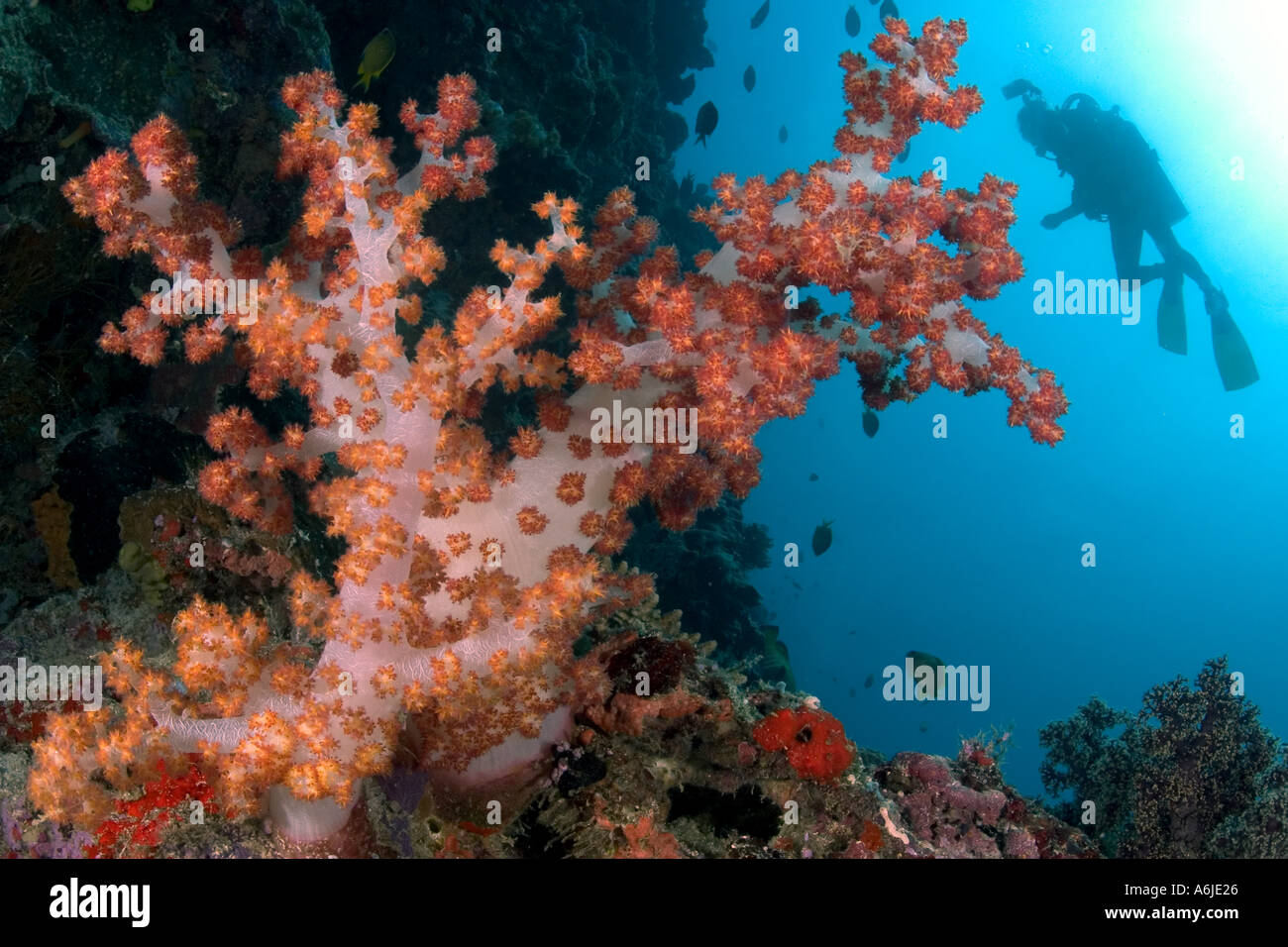 Alcyonarian coral dominates this reef scene with a diver MR Sipidan ...