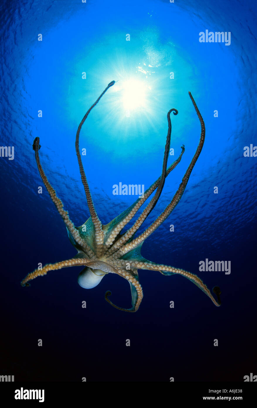 David fleetham day octopus hi-res stock photography and images - Alamy