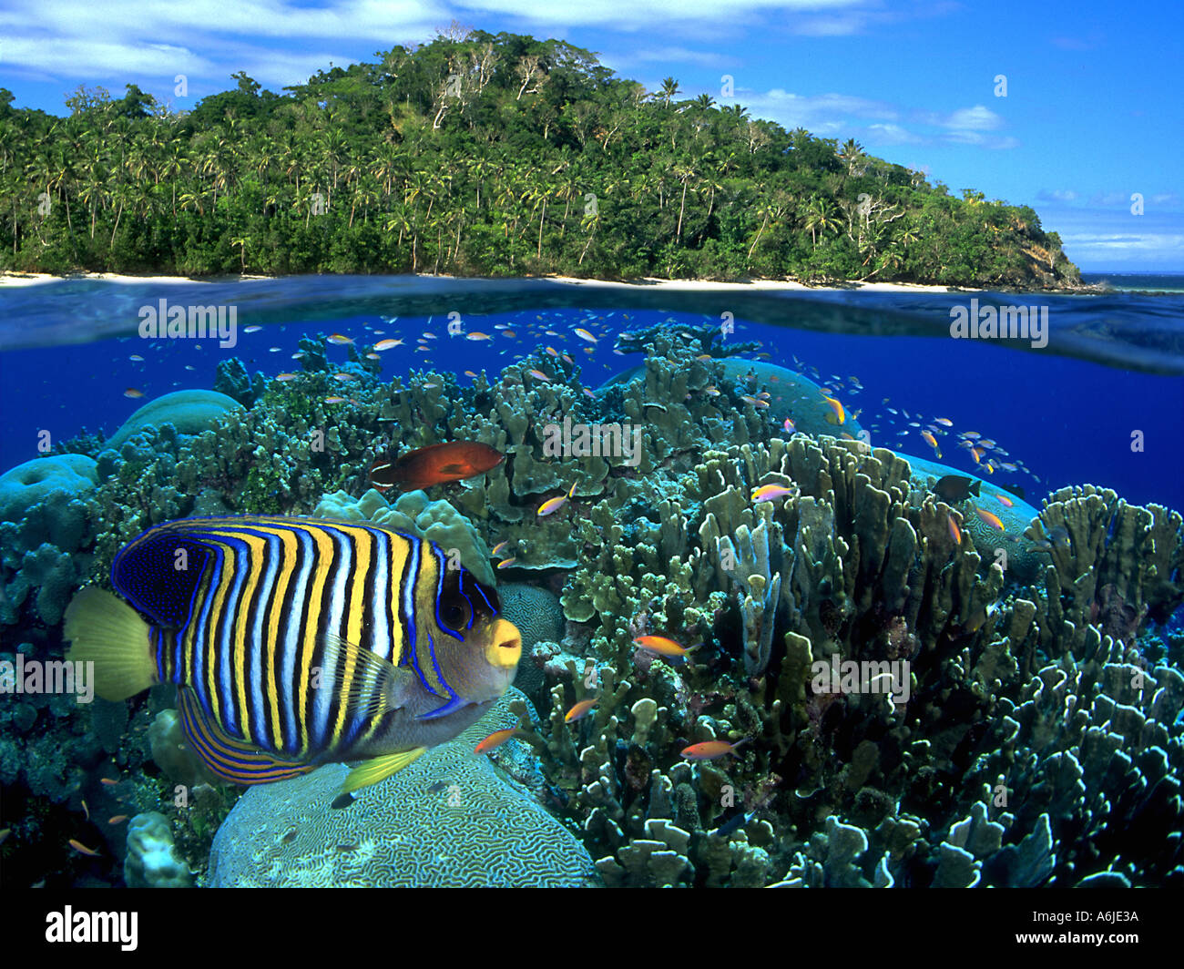 Reef scene with regal angelfish Pygoplites diacanthus Fiji Stock Photo ...