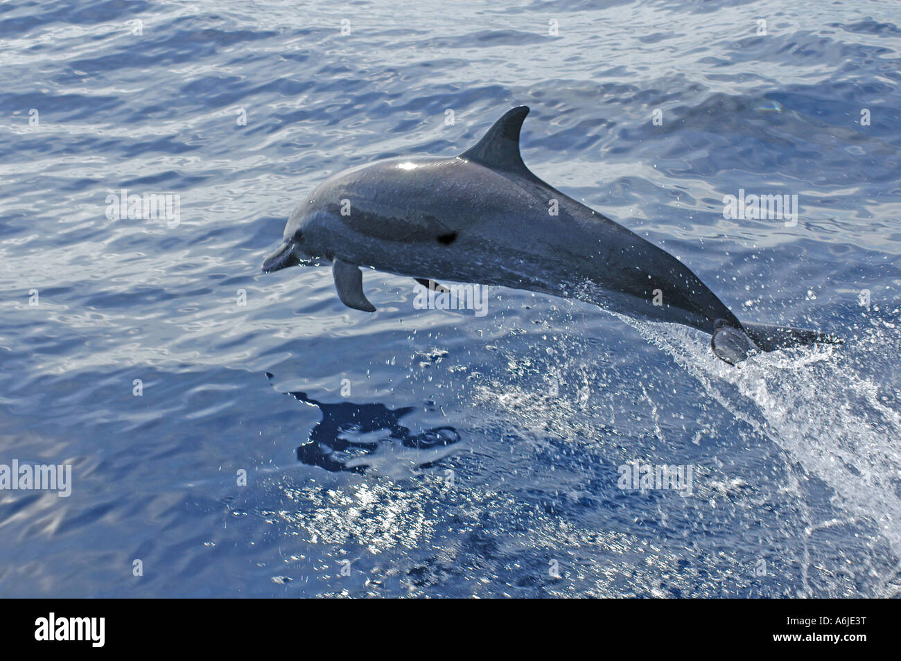 Atlantic Spotted Dolphin (Stenella frontalis) playing with bow waves ...