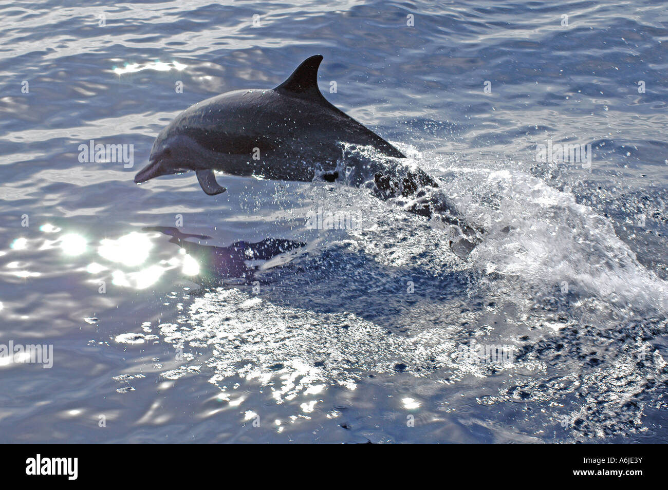 Atlantic Spotted Dolphin (Stenella frontalis) playing with bow waves ...