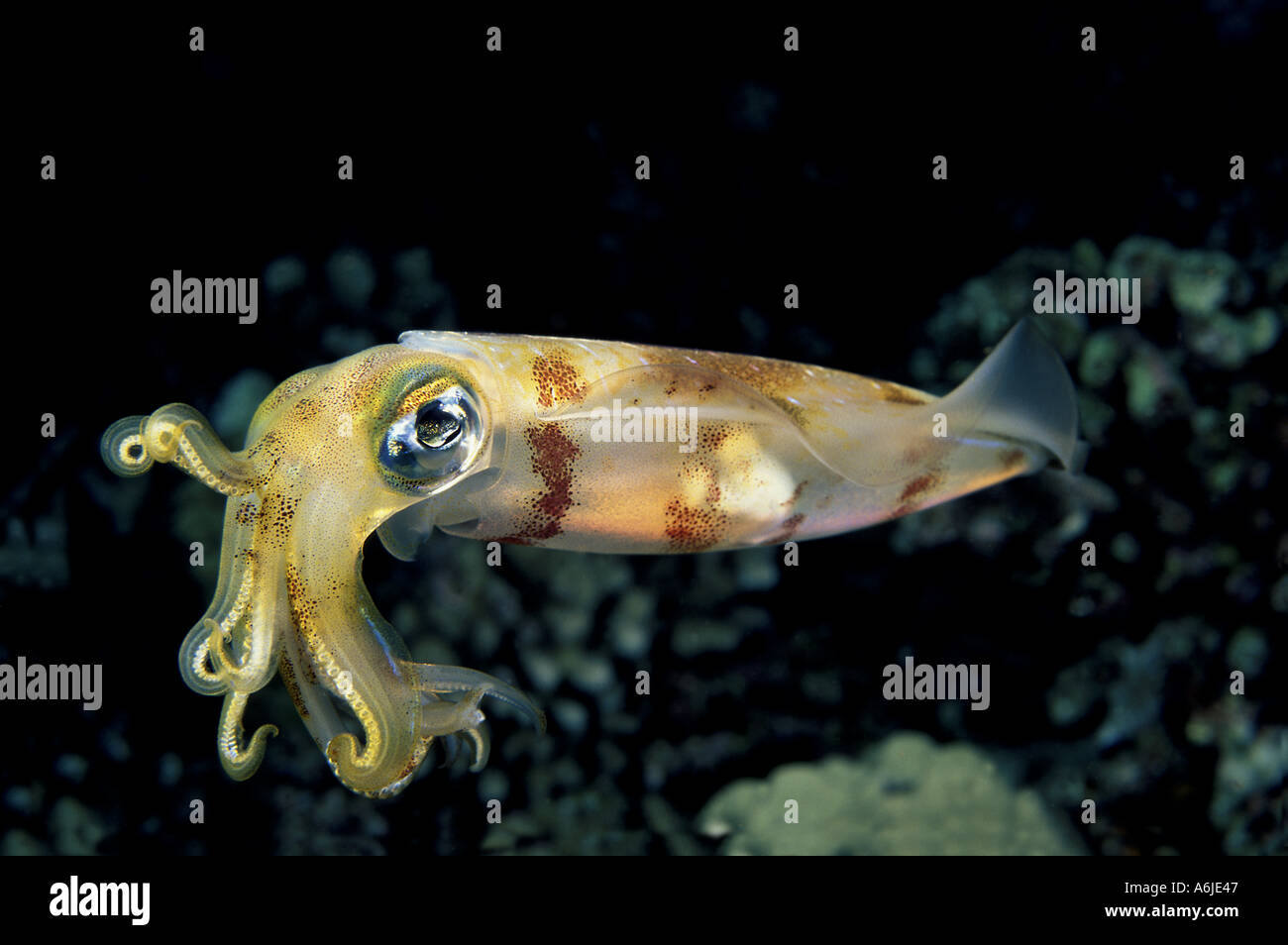 SQUID Sepioteuthis lessoniana HAWAII Stock Photo - Alamy
