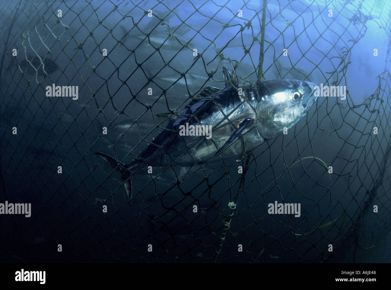 Southern Bluefin Tuna Thunnus maccoyii in holding pen South Australia ...