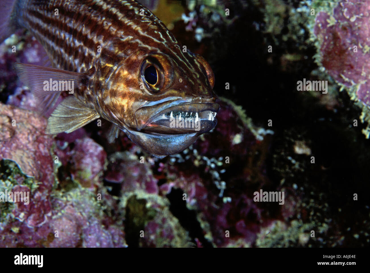 MALE TIGER CARDINALFISH Cheilodipterus macrodon WITH EGGS IN MOUTH ...