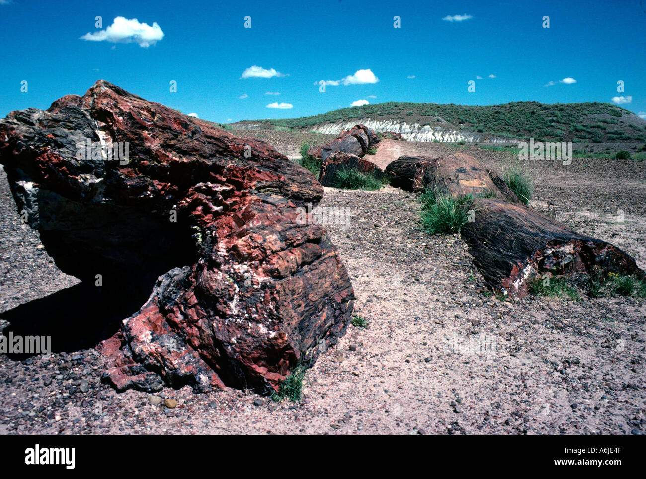Tree fossil arizona hi-res stock photography and images - Alamy