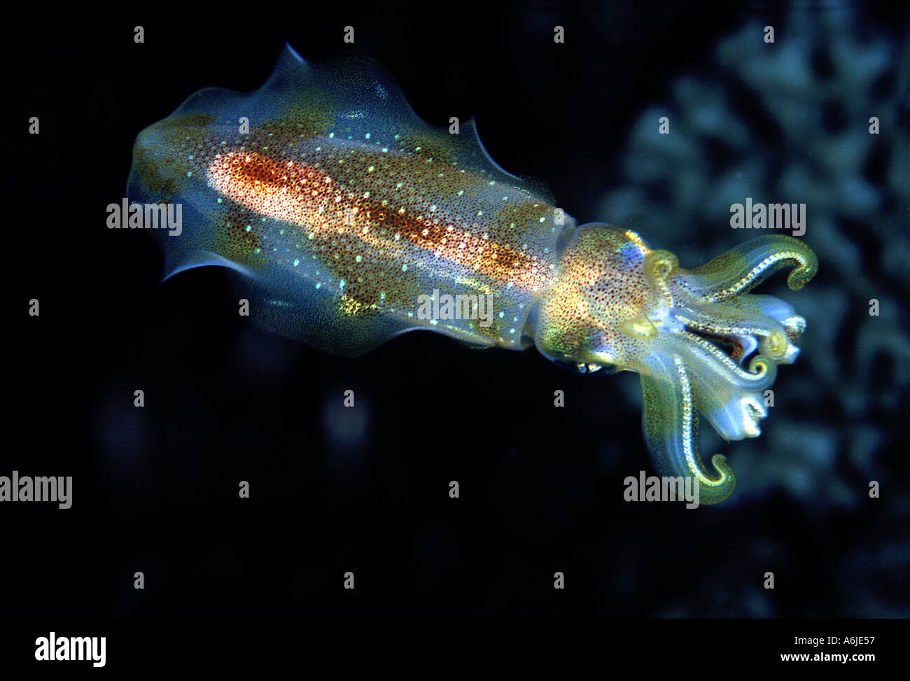 SQUID Sepioteuthis lessoniana HAWAII Stock Photo - Alamy