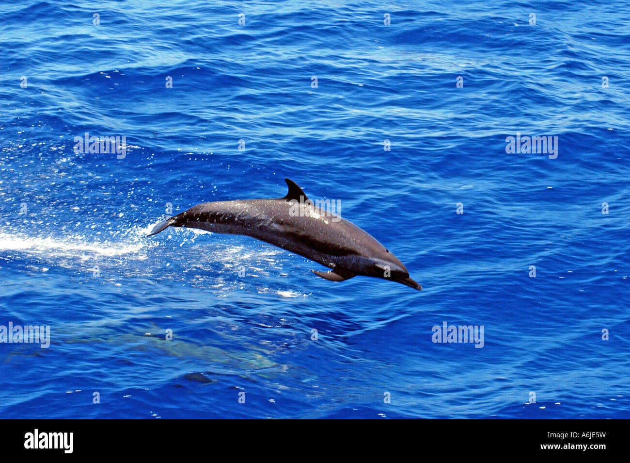 Atlantic Spotted Dolphin (Stenella frontalis) playing with bow waves ...