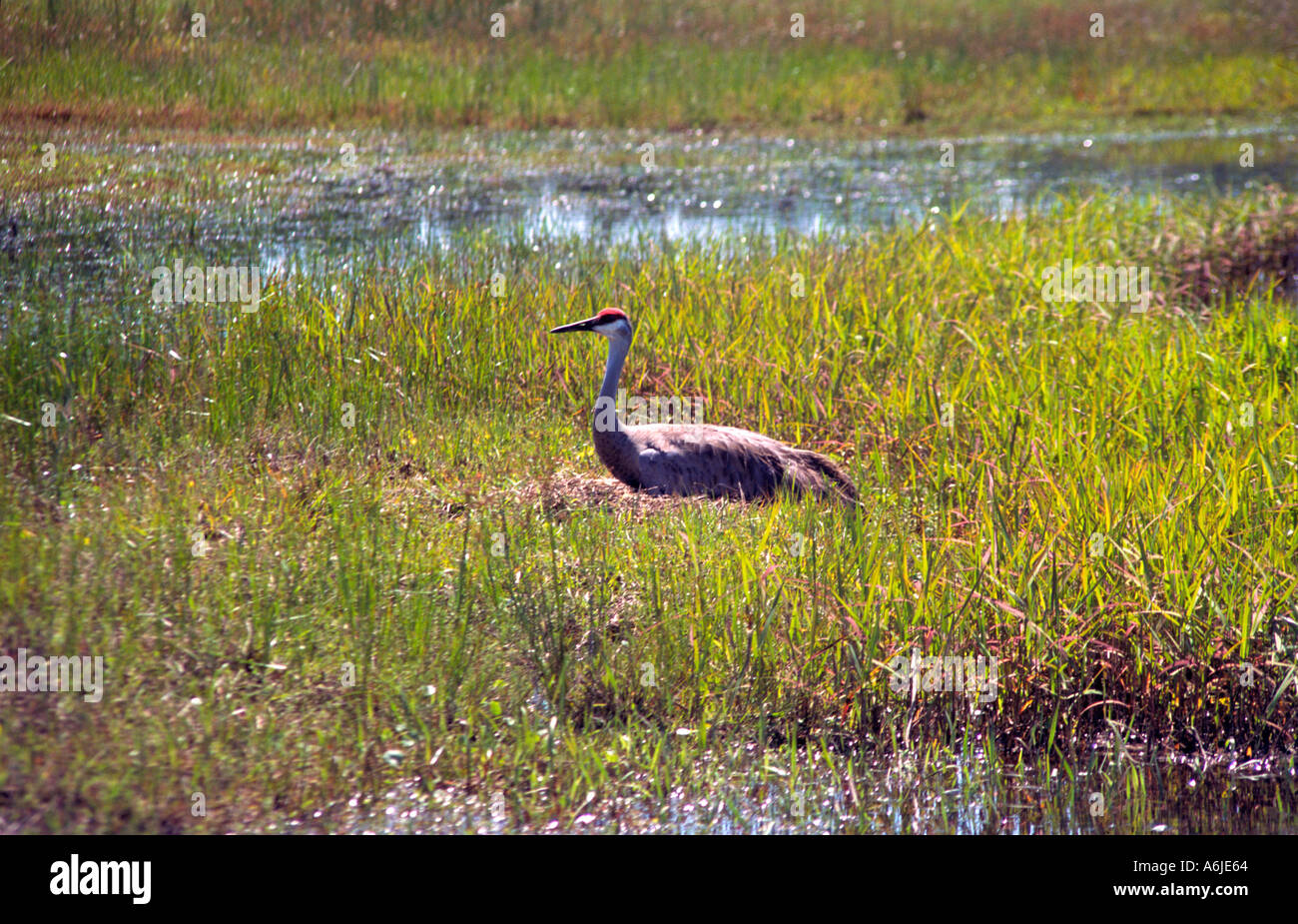 Central florida sandhill crane hi-res stock photography and images - Alamy