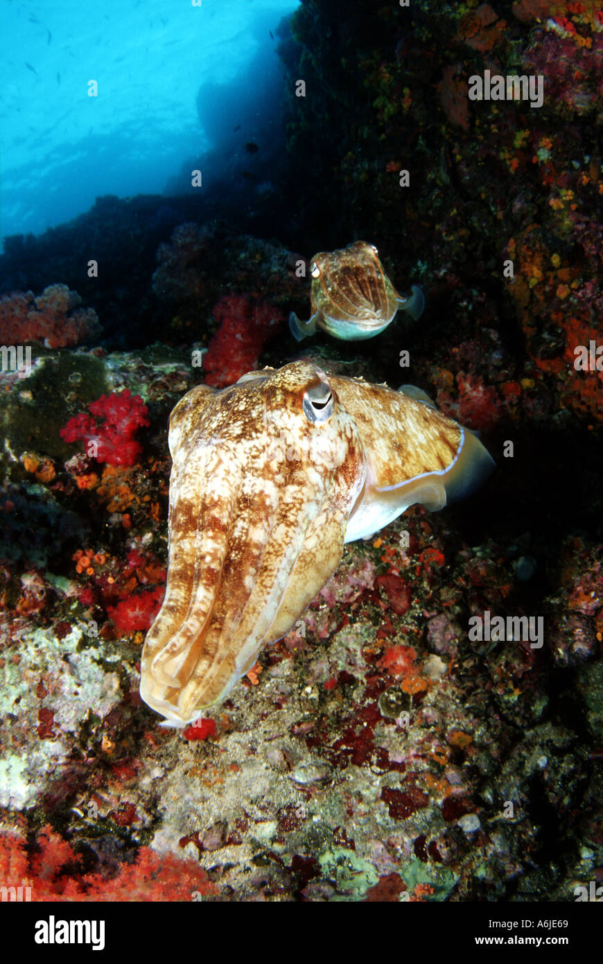 Cuttlefish pharaonis hi-res stock photography and images - Alamy