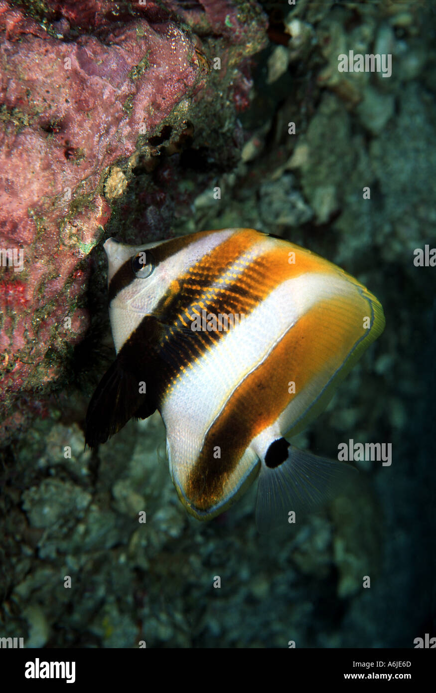 Altivelis hi-res stock photography and images - Alamy