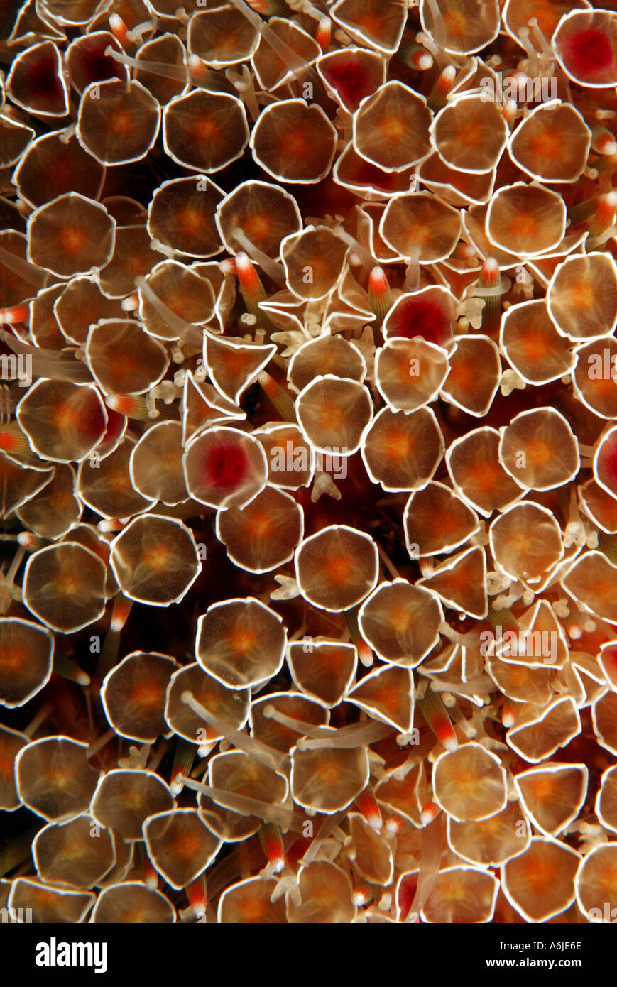 FLOWER SEA URCHIN Toxopneustes pileolus THAILAND Stock Photo - Alamy