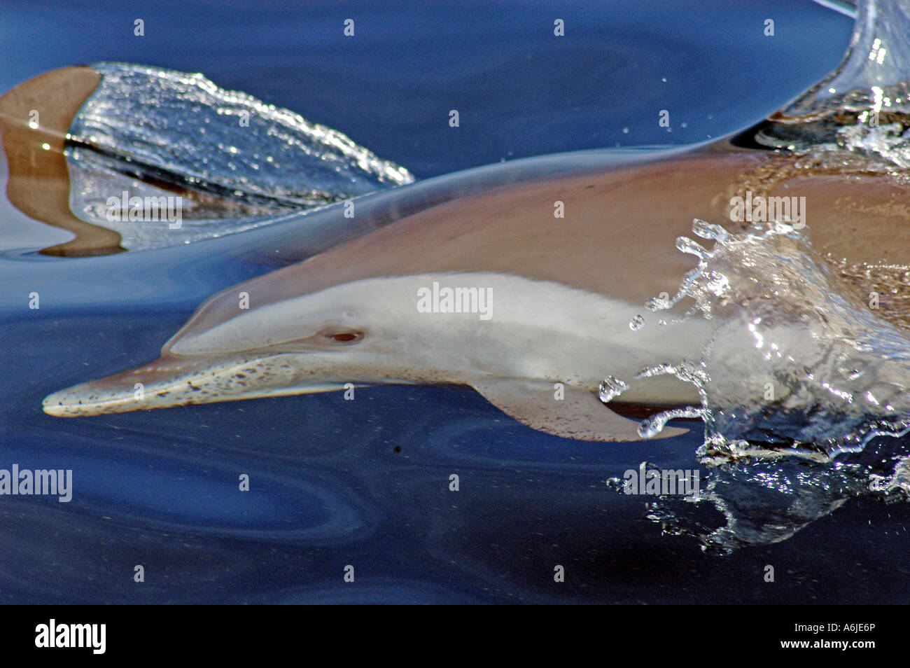 Atlantic Spotted Dolphin (Stenella frontalis) playing with bow waves ...