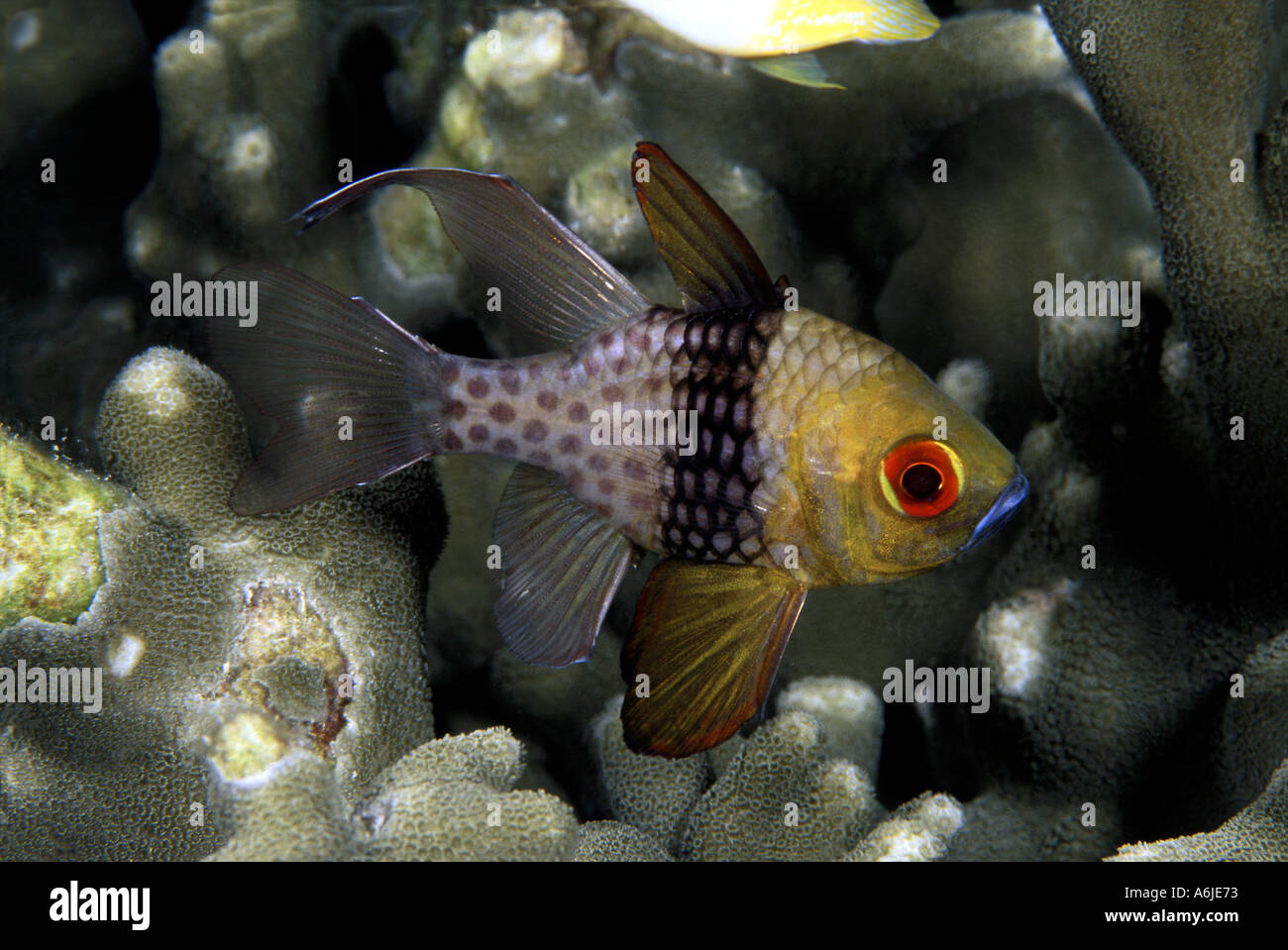 Pajama cardinal fish, Sphaeramia nematoptera, Micronesia Stock Photo ...