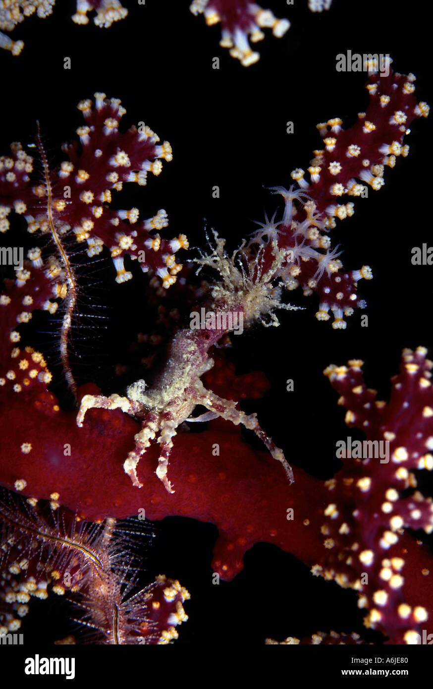 DECORATOR CRAB Hyastenus bispinosus ON GORGONIAN CORAL FIJI Stock Photo ...
