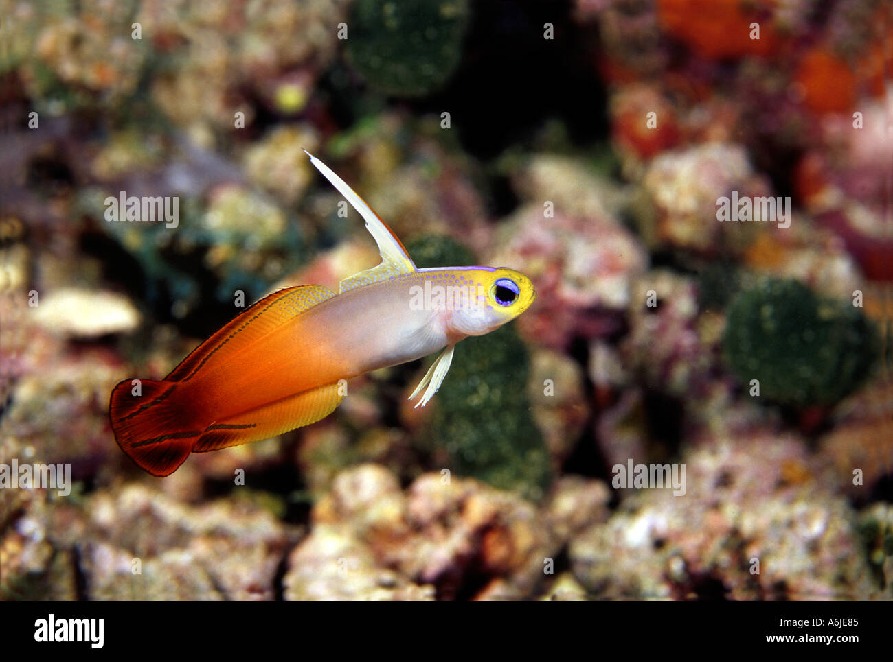 Red fire dartfish hi-res stock photography and images - Alamy