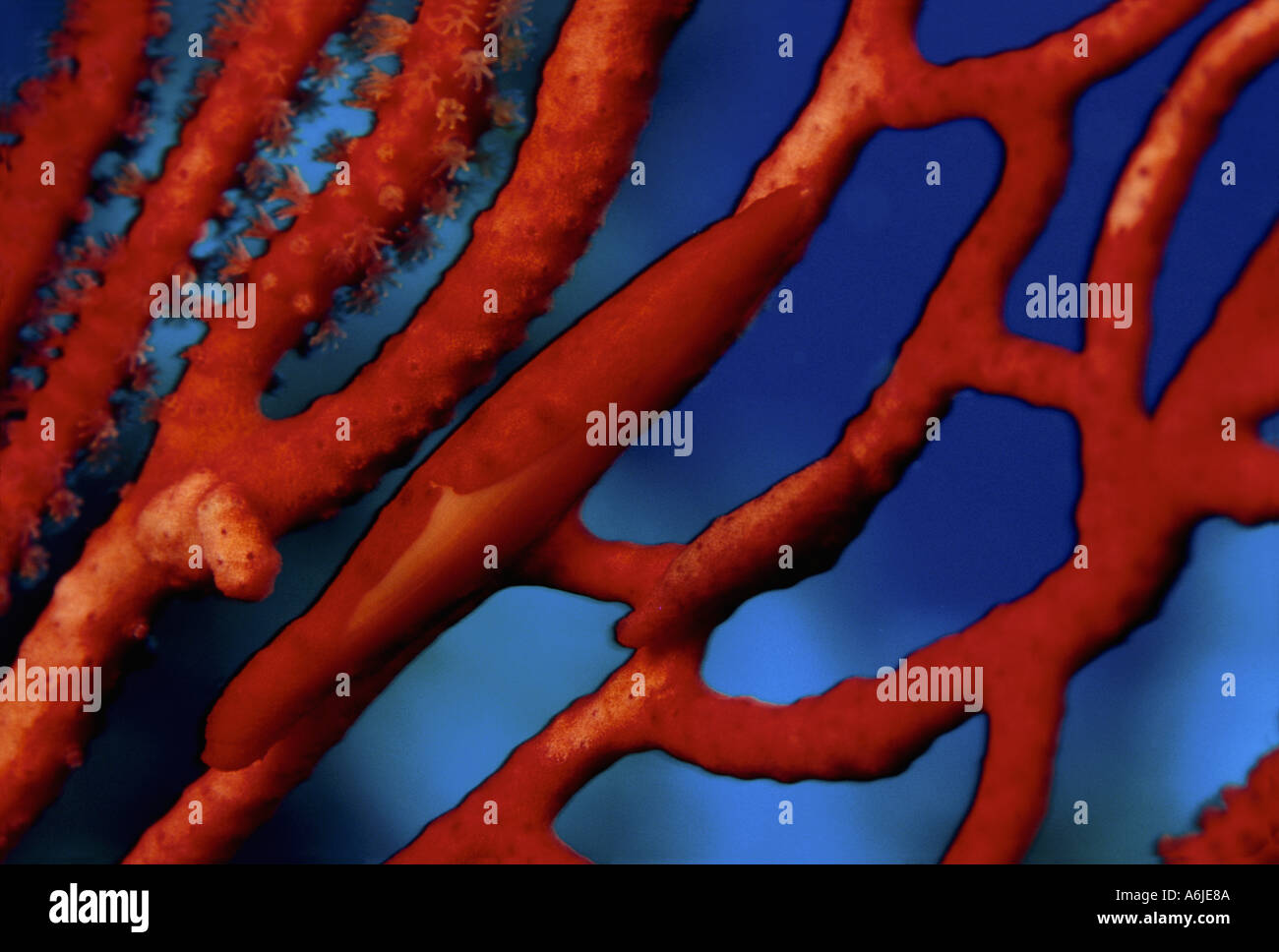 Aclyvolva sp hi-res stock photography and images - Alamy