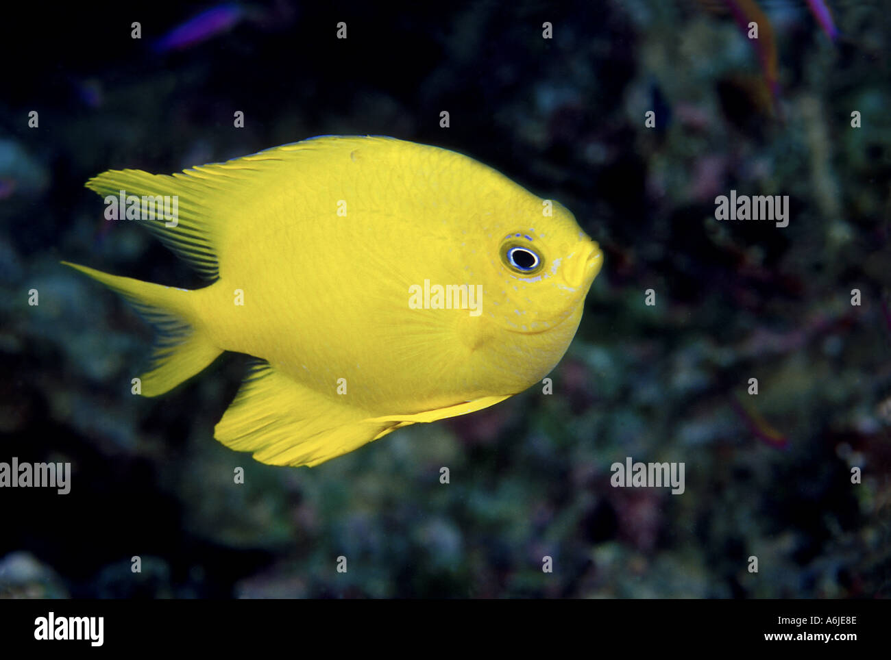 GOLDEN DAMSEL Amblyglyphidodon aureus FIJI Stock Photo - Alamy