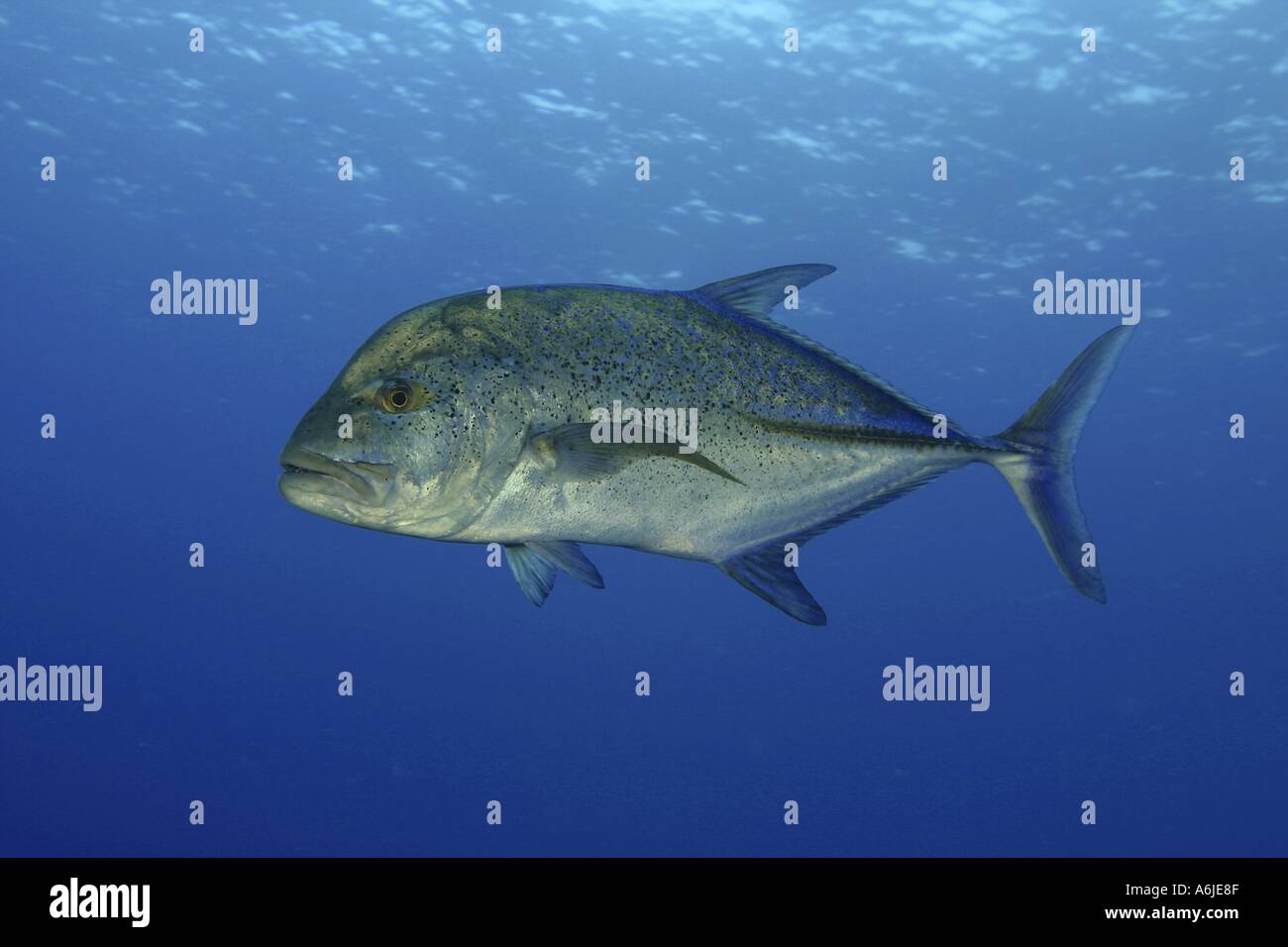 BLUE JACK Caranx melampygus HAWAII Stock Photo - Alamy