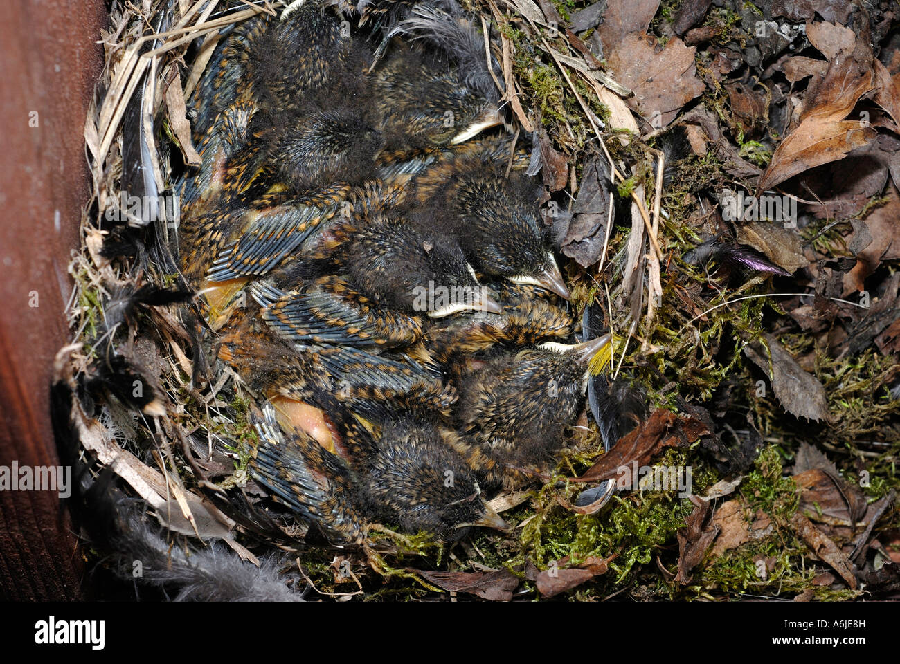 Common Redstart (Phoenicurus phoenicurus), chicks cuddled together in ...