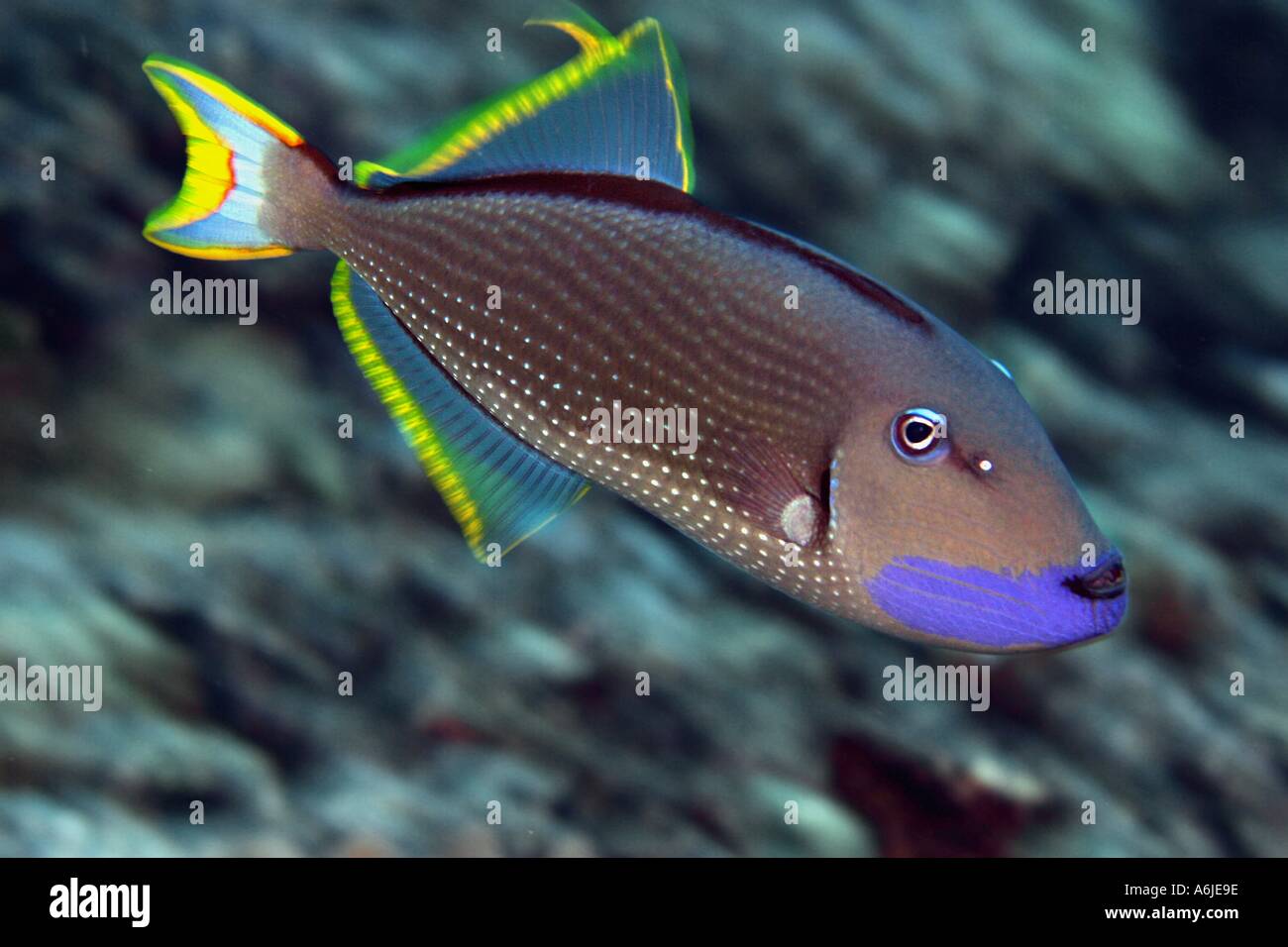 MALE GILDED TRIGGERFISH Xanthichthys auromarginatus HAWAII Stock Photo ...