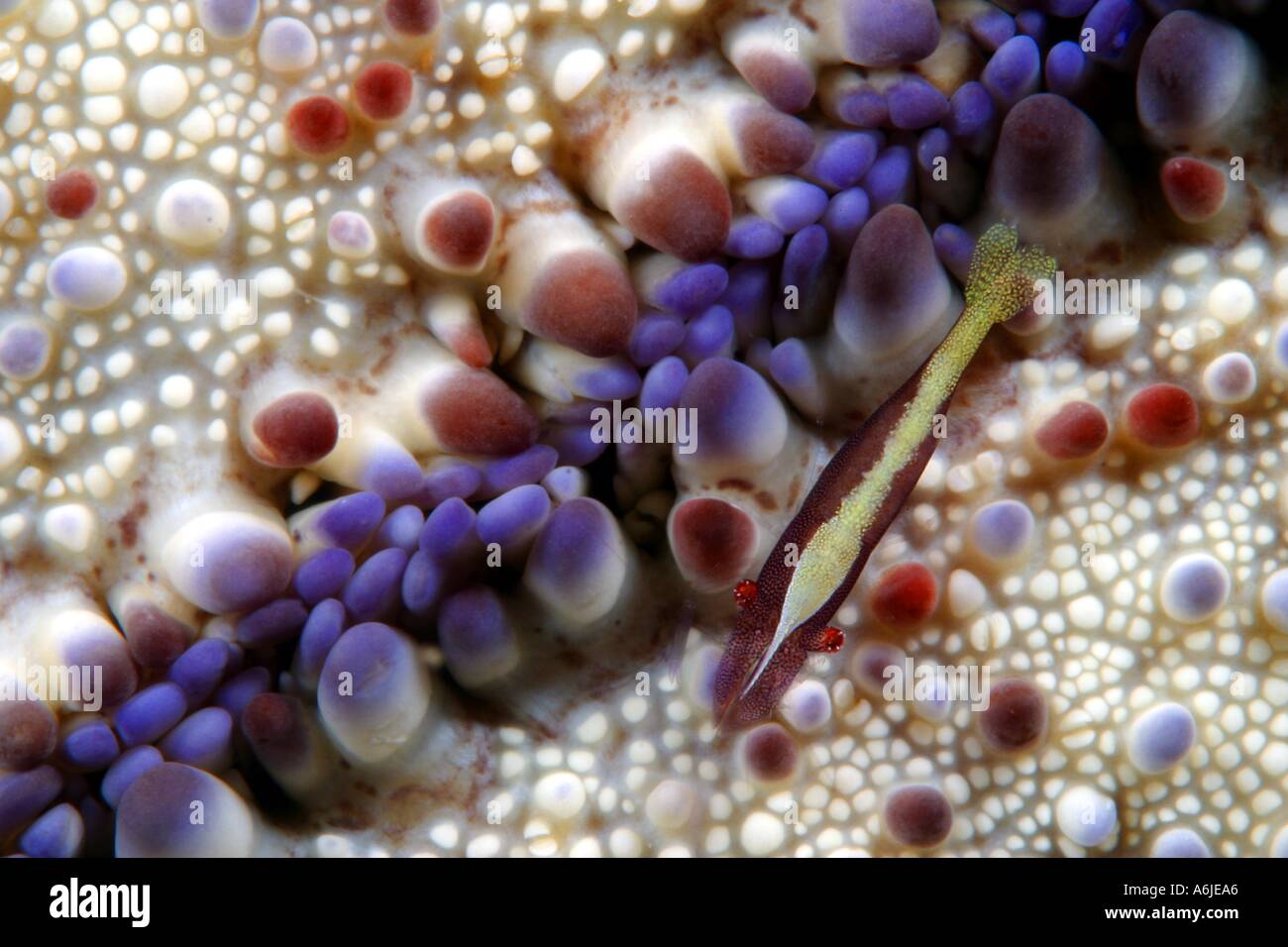 COMMENSAL SHRIMP ON CUSHION STARFISH. HAWAII Stock Photo - Alamy