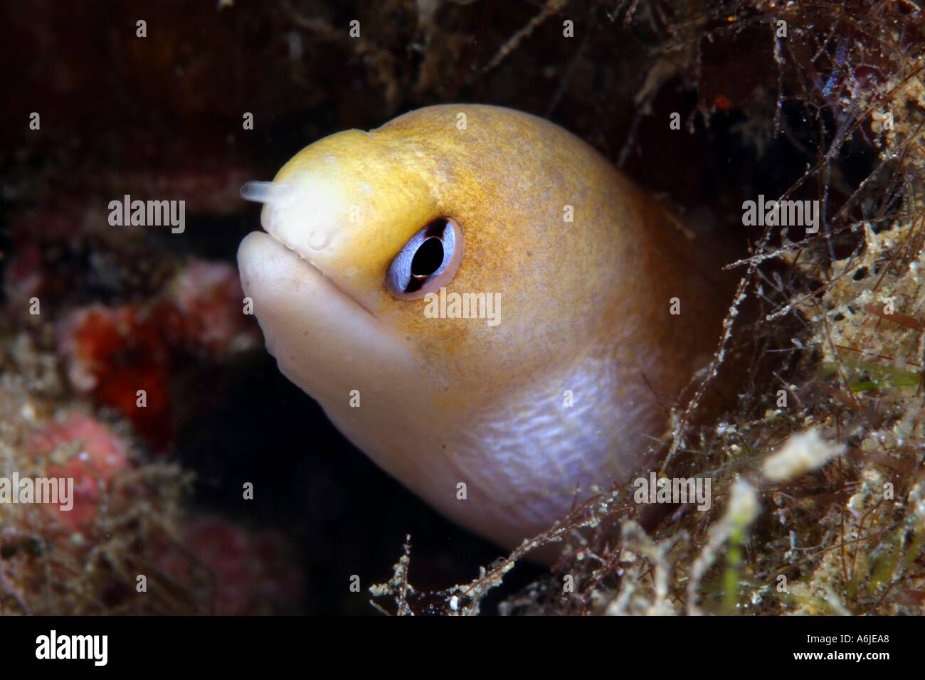 DWARF MORAY Gymnothorax melatremus HAWAII Stock Photo - Alamy