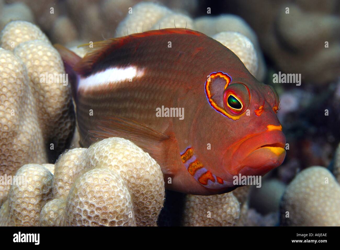 ARC-EYE HAWKFISH Paracirrhites arcatus HAWAII Stock Photo - Alamy