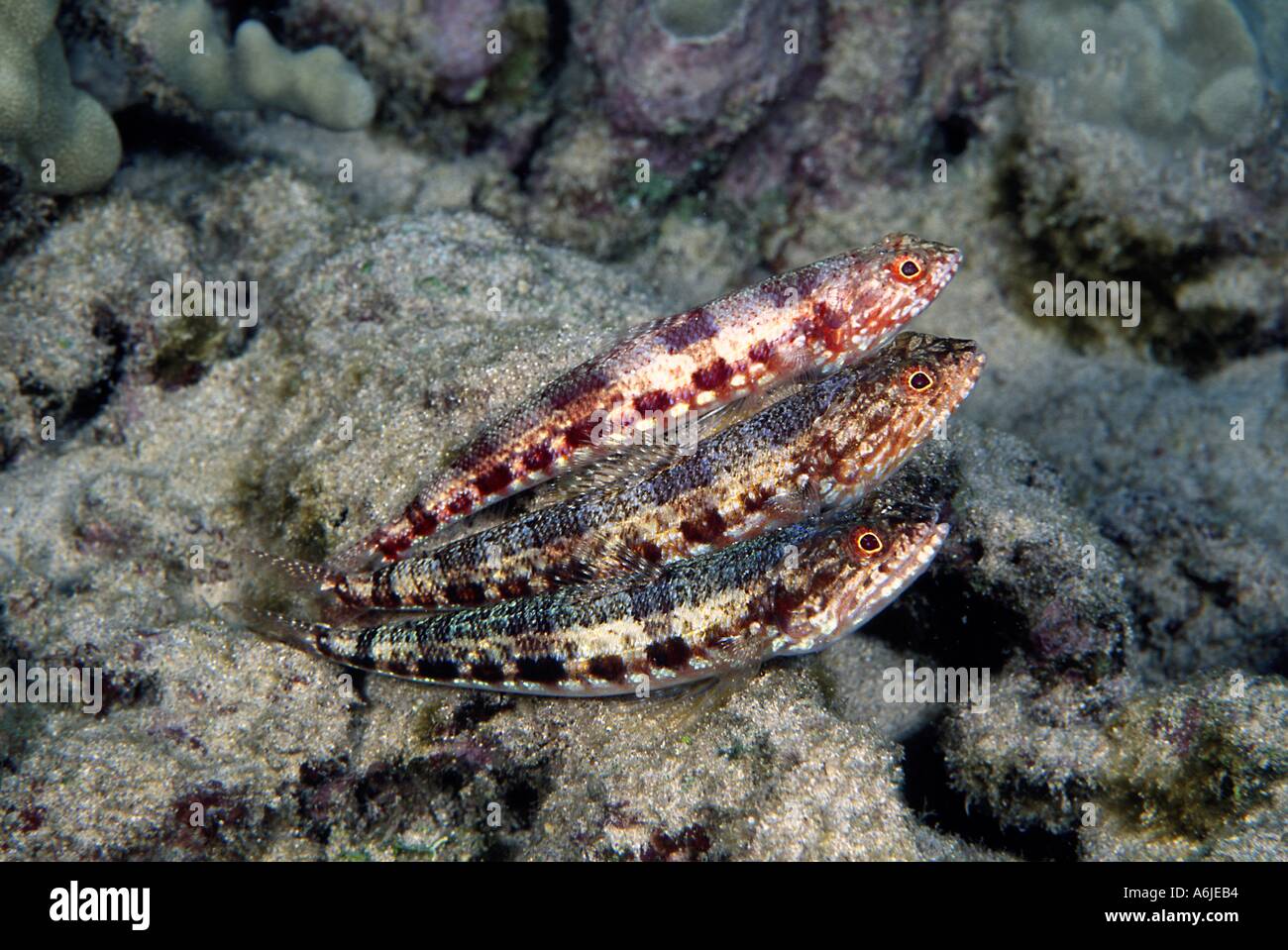REEF LIZARDFISH Synodus variegatus HAWAII Stock Photo - Alamy