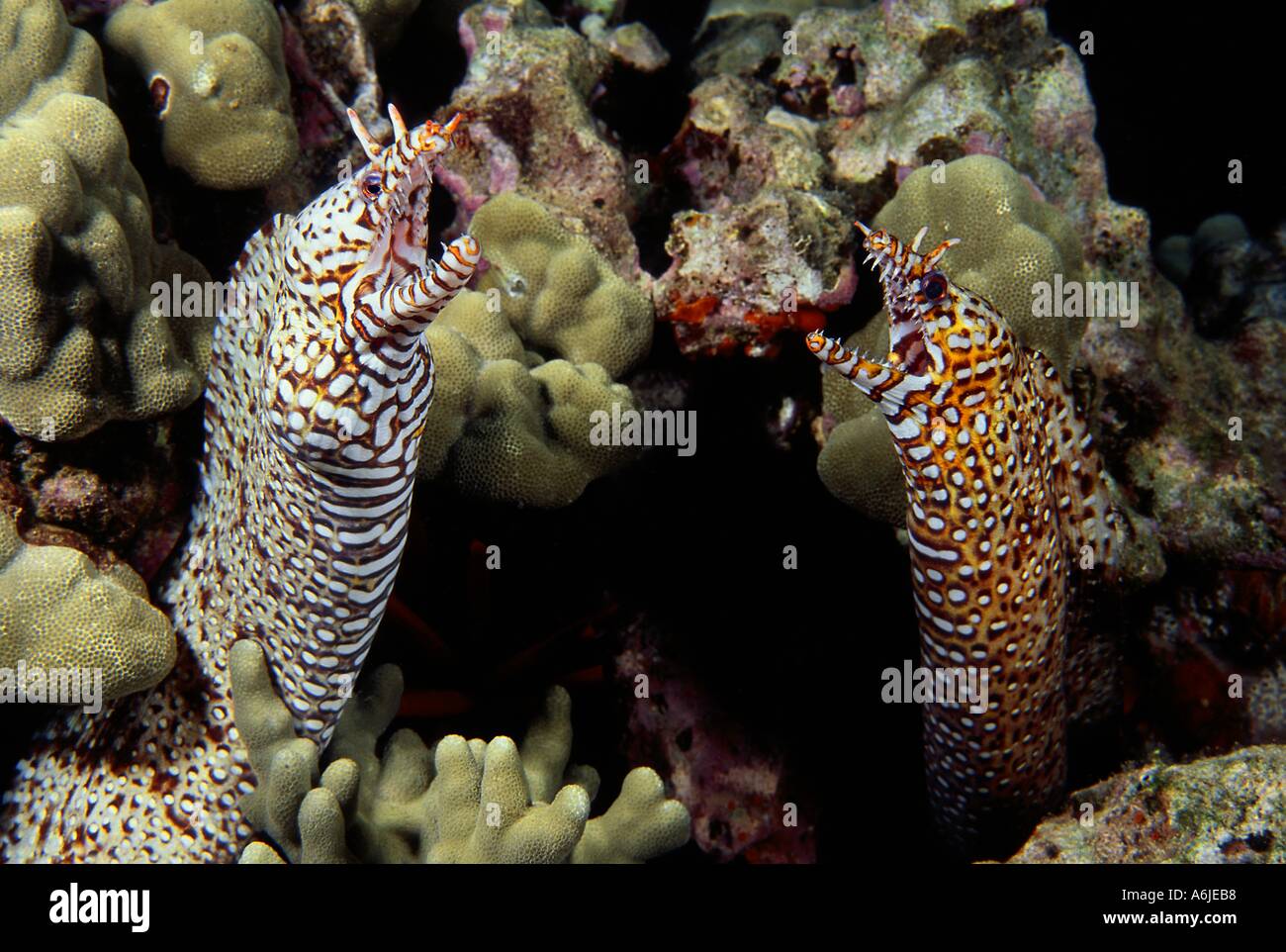 DRAGON MORAY EELS Muraena pardalis HAWAII Stock Photo - Alamy