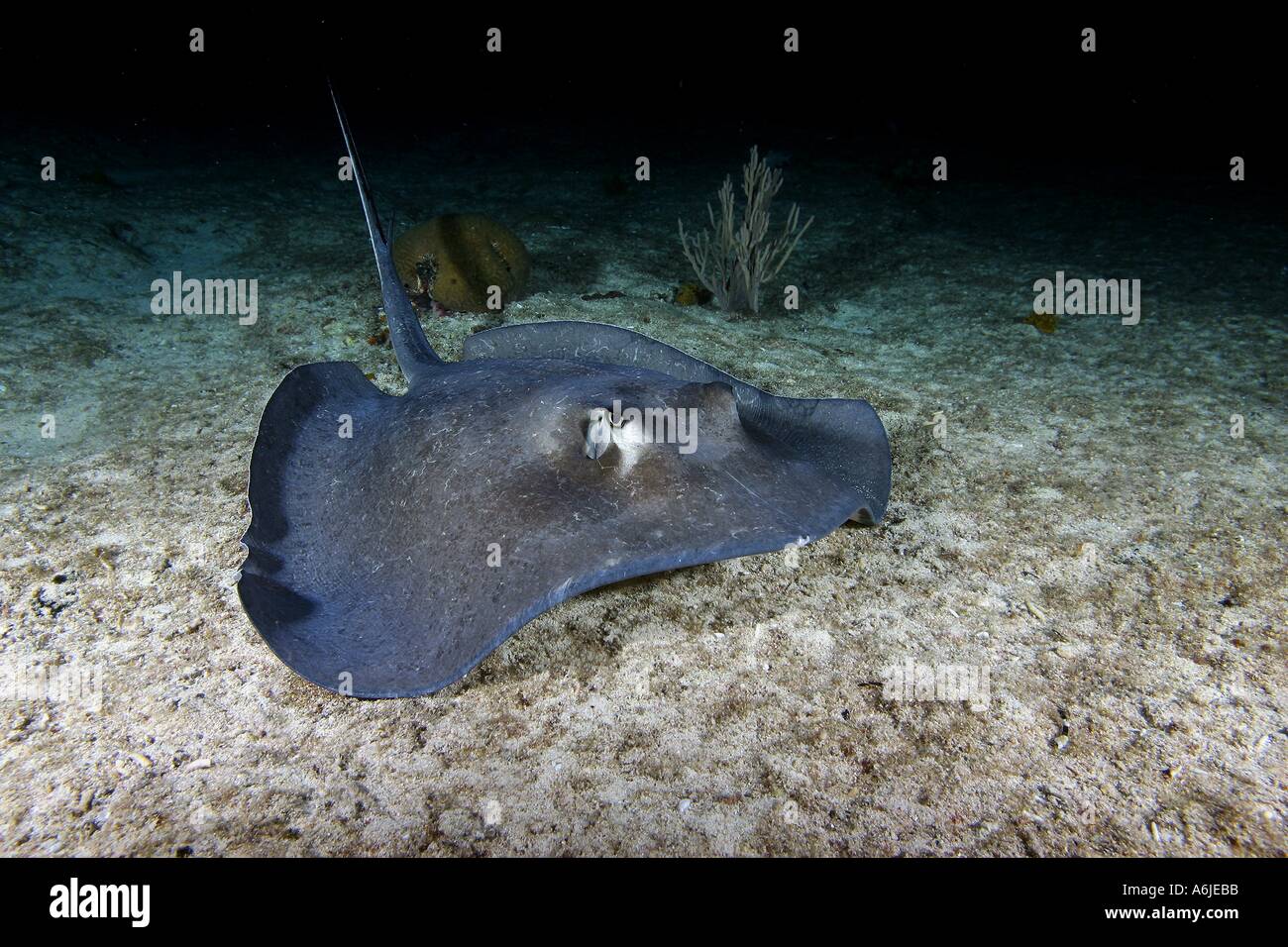 SOUTHERN STINGRAY Dasyatis americana BAHAMAS Stock Photo - Alamy