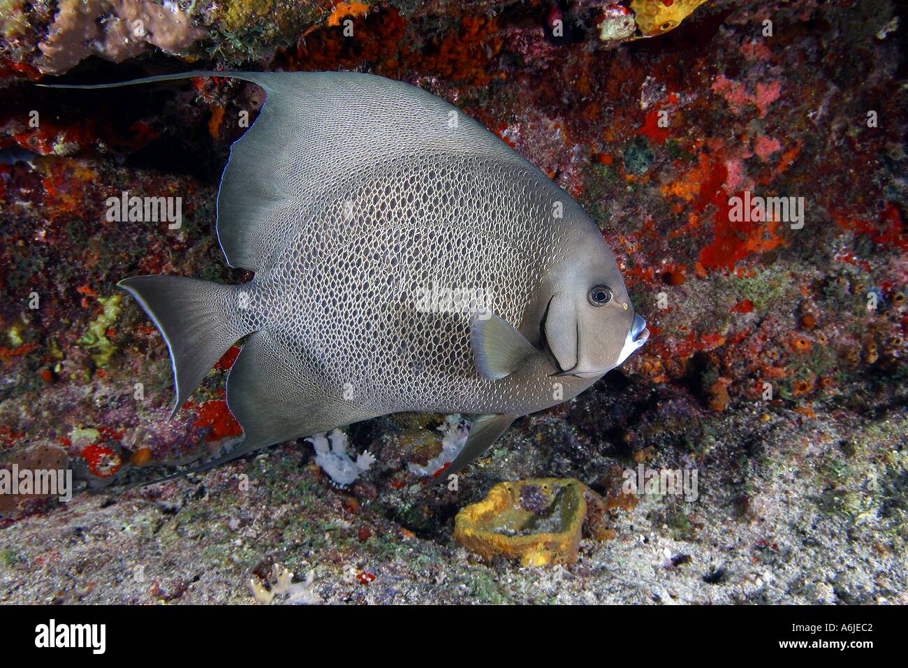 GRAY ANGELFISH Pomacanthus arcuatus BAHAMAS Stock Photo - Alamy