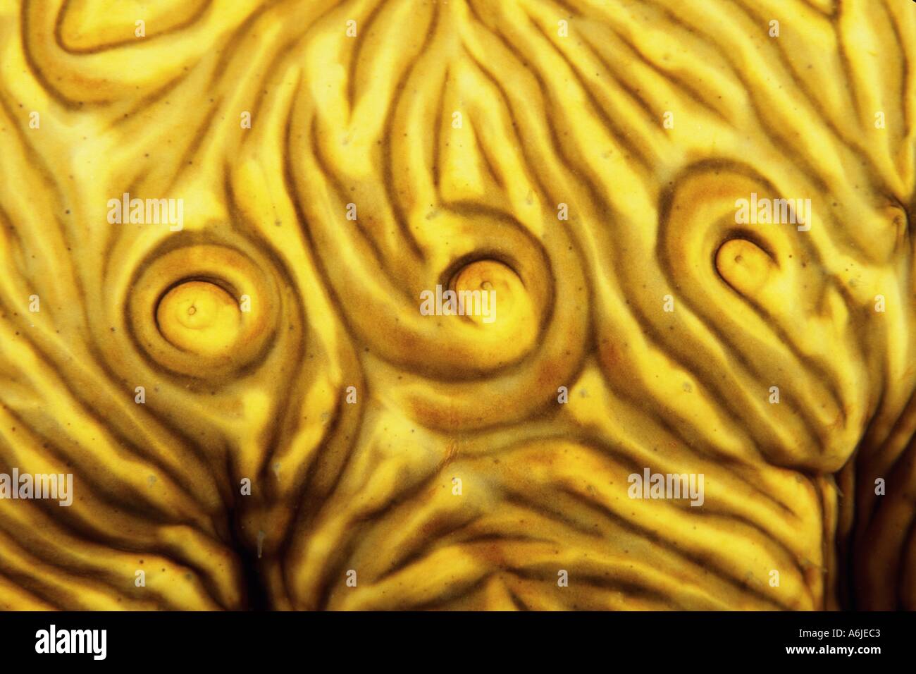 SEA CUCUMBER DETAIL, FIJI Stock Photo - Alamy