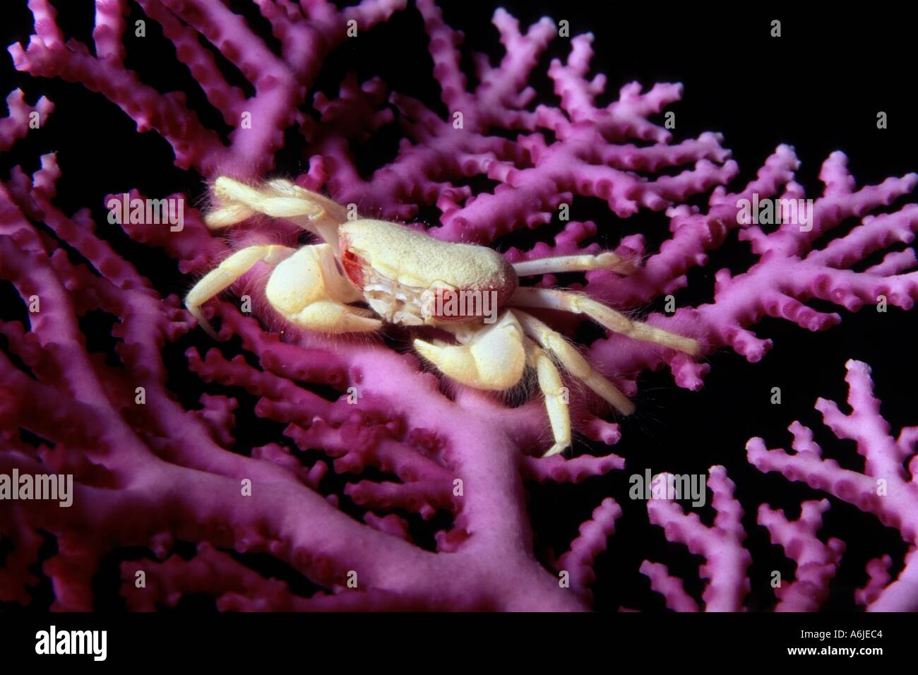 REEF CRAB ON LACE CORAL. MICRONESIA Stock Photo - Alamy