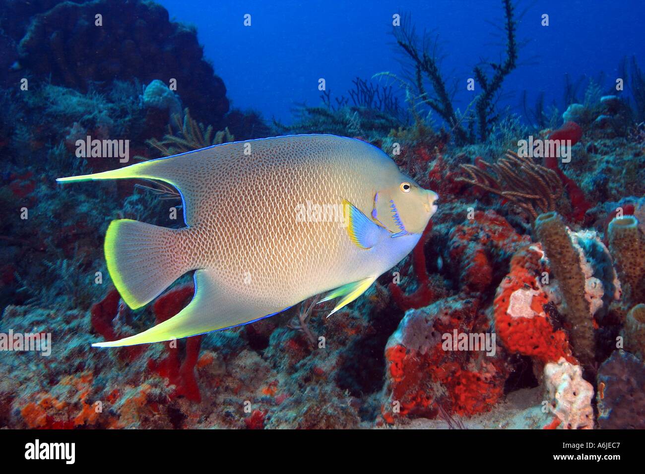 REEF SCENE WITH BLUE ANGELFISH Holacanthus tricolor FLORIDA Stock Photo ...