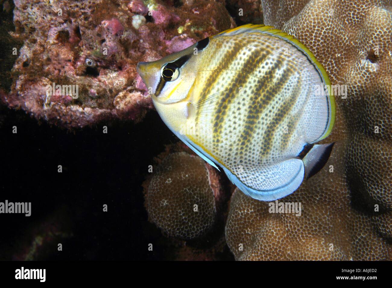 Multiband butterflyfish hi-res stock photography and images - Alamy